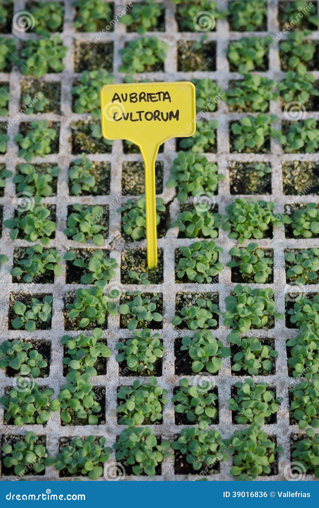 Aubrieta stock photo. Image of cultivate, leaf, botanical - 39016836