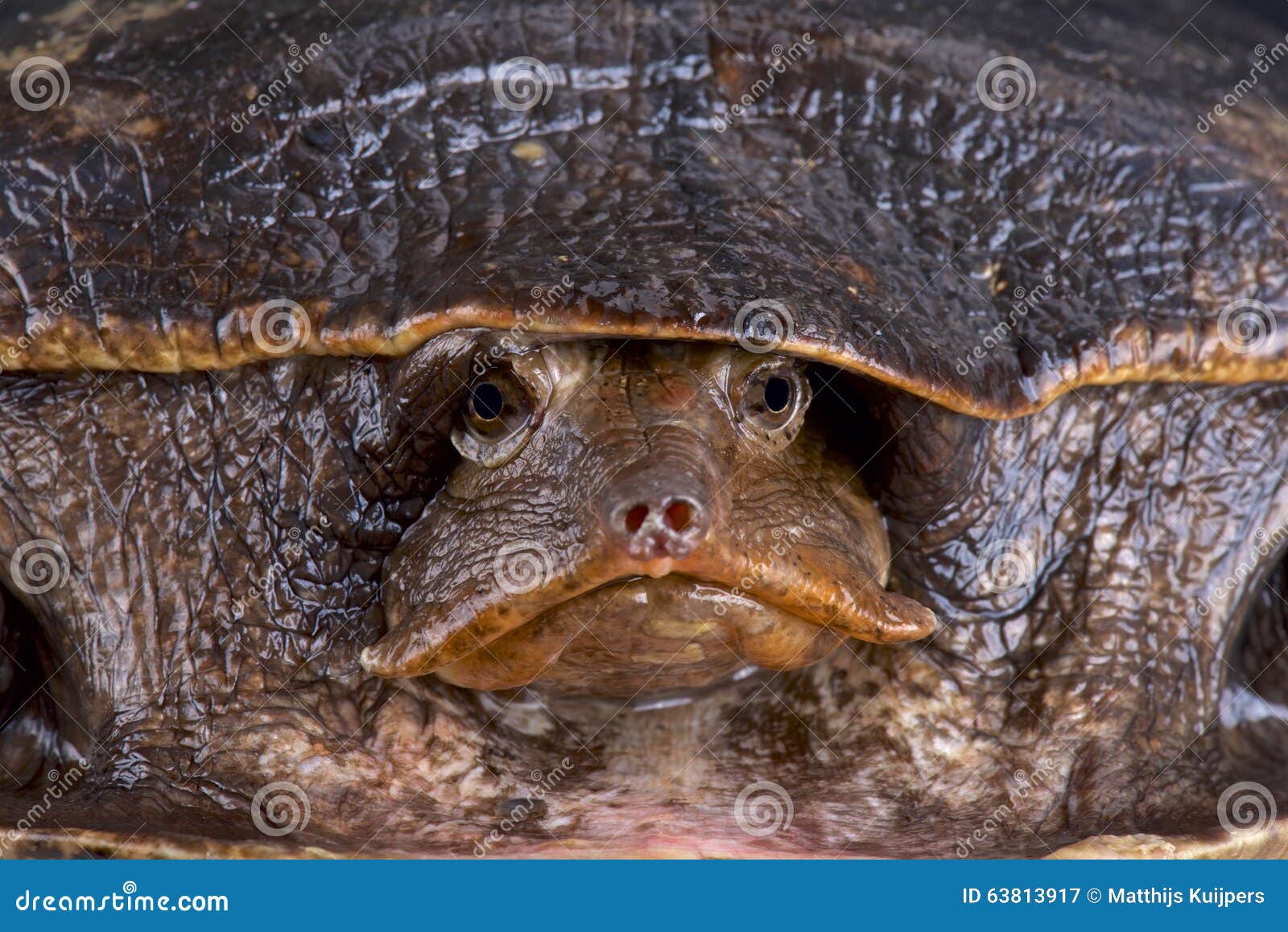 Aubry S Flapshell Turtle (Cycloderma Aubryi) Stock Image - Image of ...
