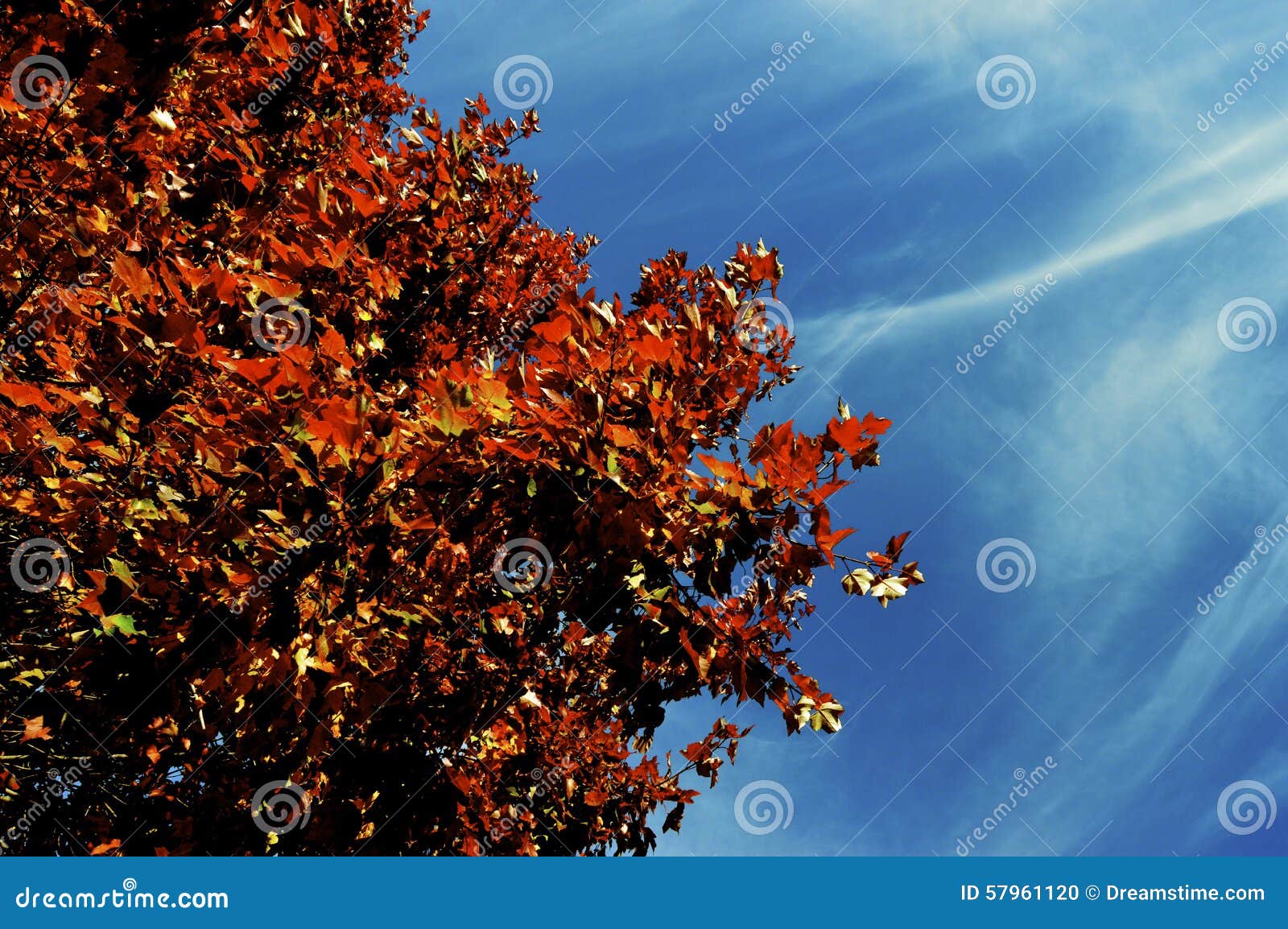 Auburn Tree stock photo. Image of white, blue, life, tree - 57961120