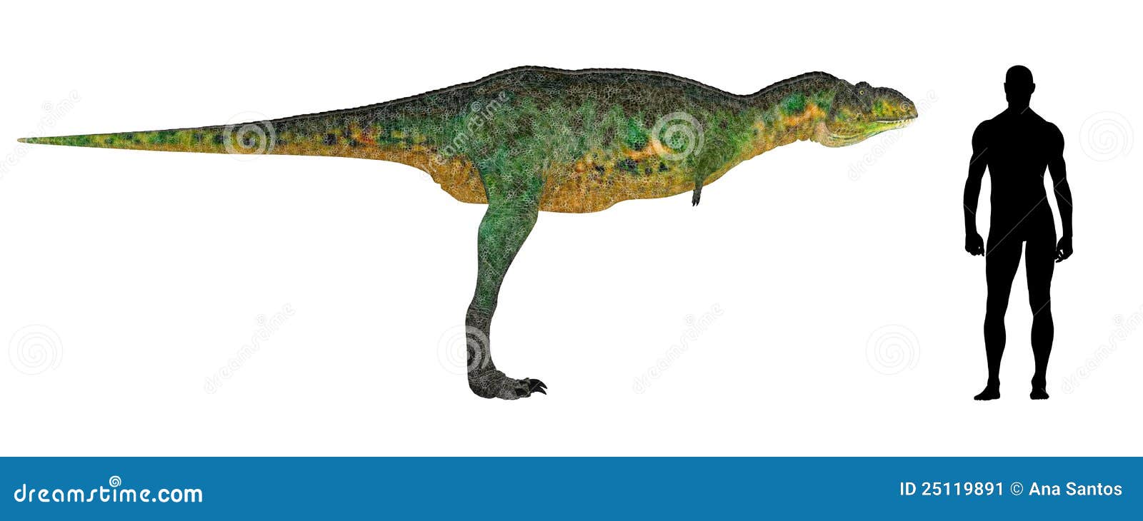 Aucasaurus Size Comparison stock illustration. Illustration of ...