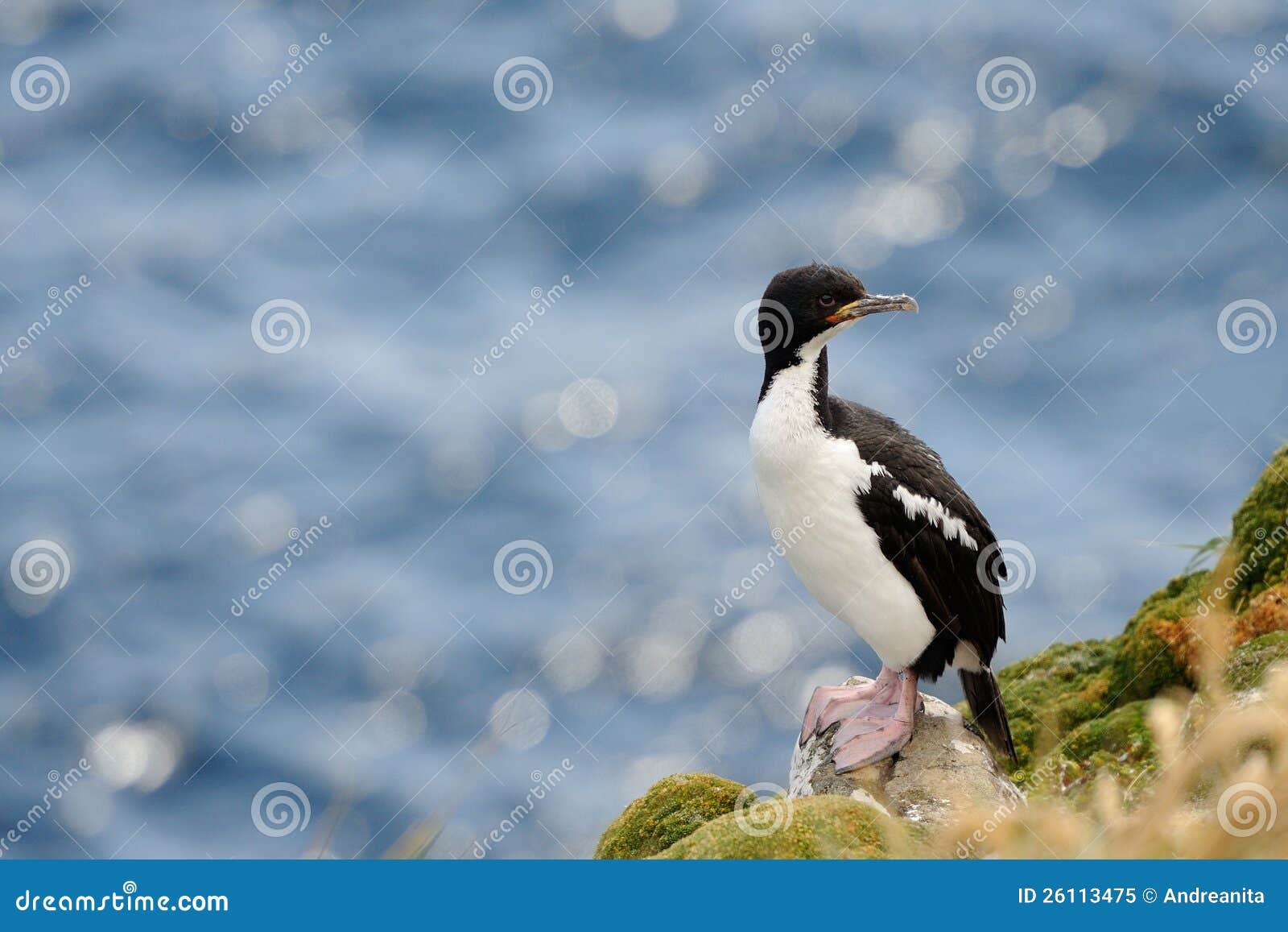 Auckland Island Shag stock image. Image of birds, colony - 26113475