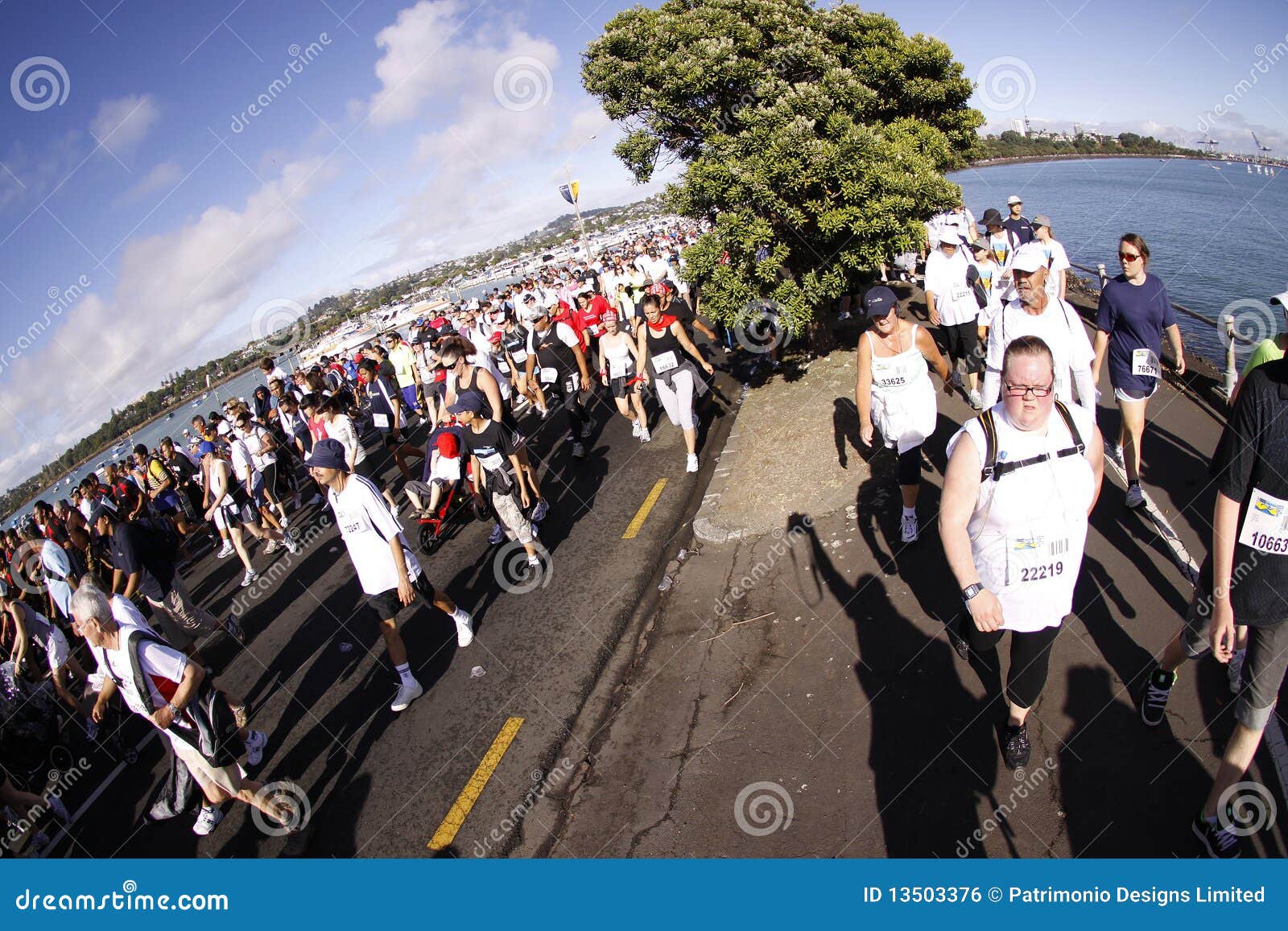 Auckland Round the Bays Fun Run Editorial Photo - Image of walk, cove ...