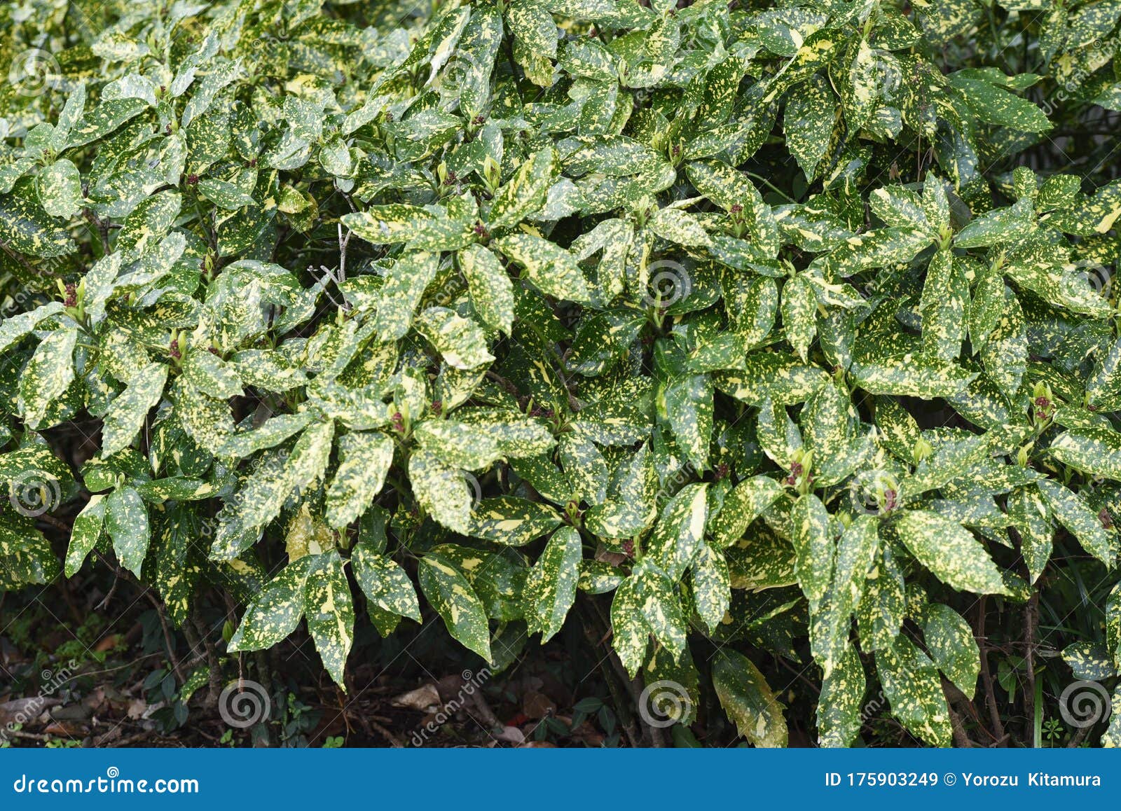 Aucuba japonica stock image. Image of hedge, natural - 175903249