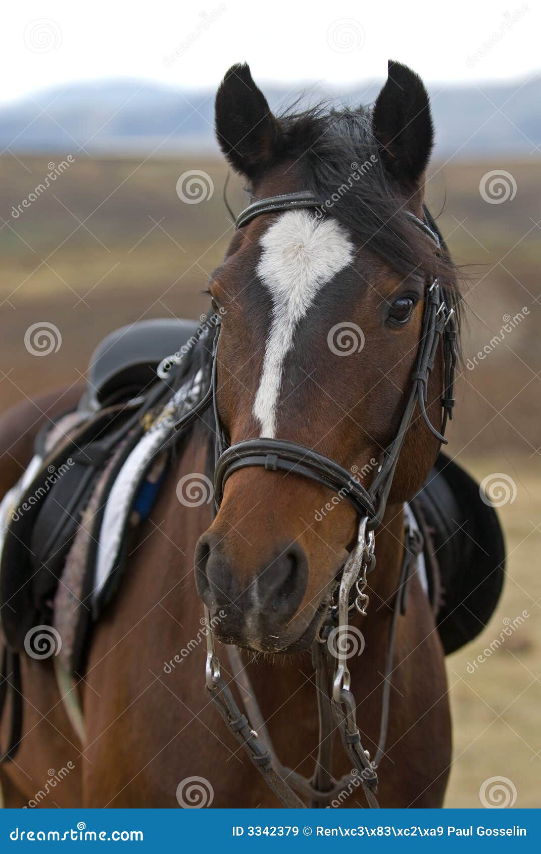 Audience Watching the Races Stock Image - Image of africa, courses: 3342379