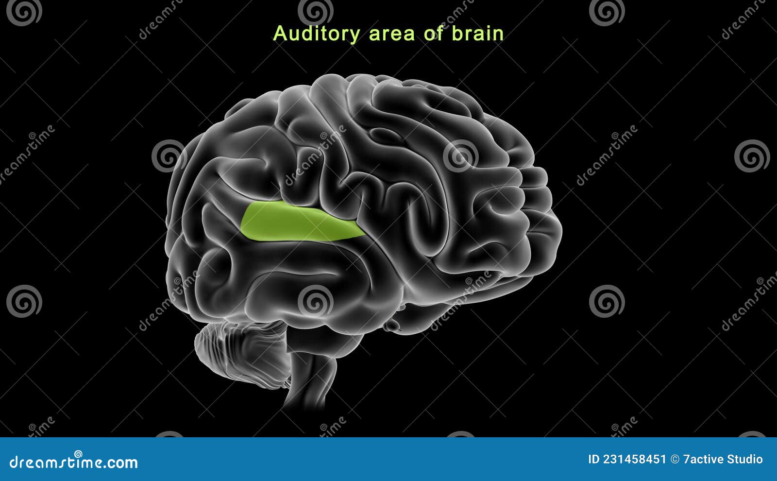Auditory Area of Human Brain Stock Illustration - Illustration of brain ... Auditory Area of Human Brain Stock Illustration - Illustration of brain ...