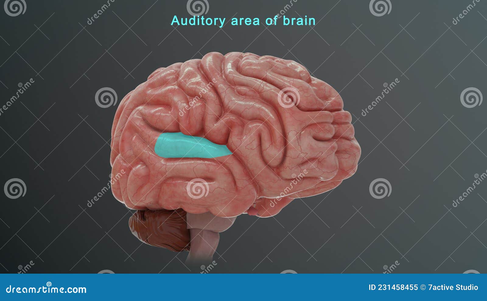 Auditory Area Of Human Brain Stock Image | CartoonDealer.com #231458455 Auditory Area Of Human Brain Stock Image | CartoonDealer.com #231458455