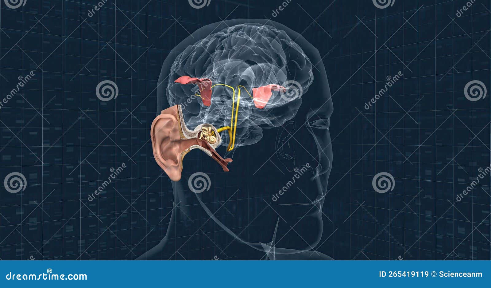 Sound Passes through the Ear and Carries Signals To the Brain Stem ...