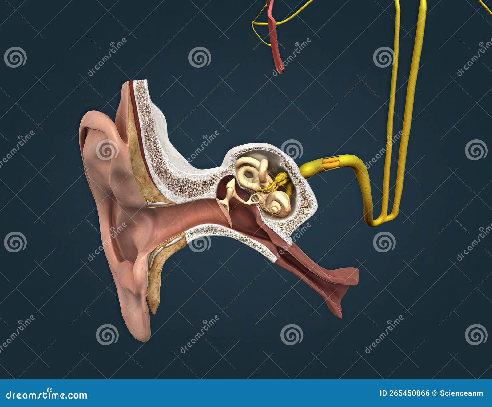 Sound Passes through the Ear and Carries Signals To the Brain Stem ...