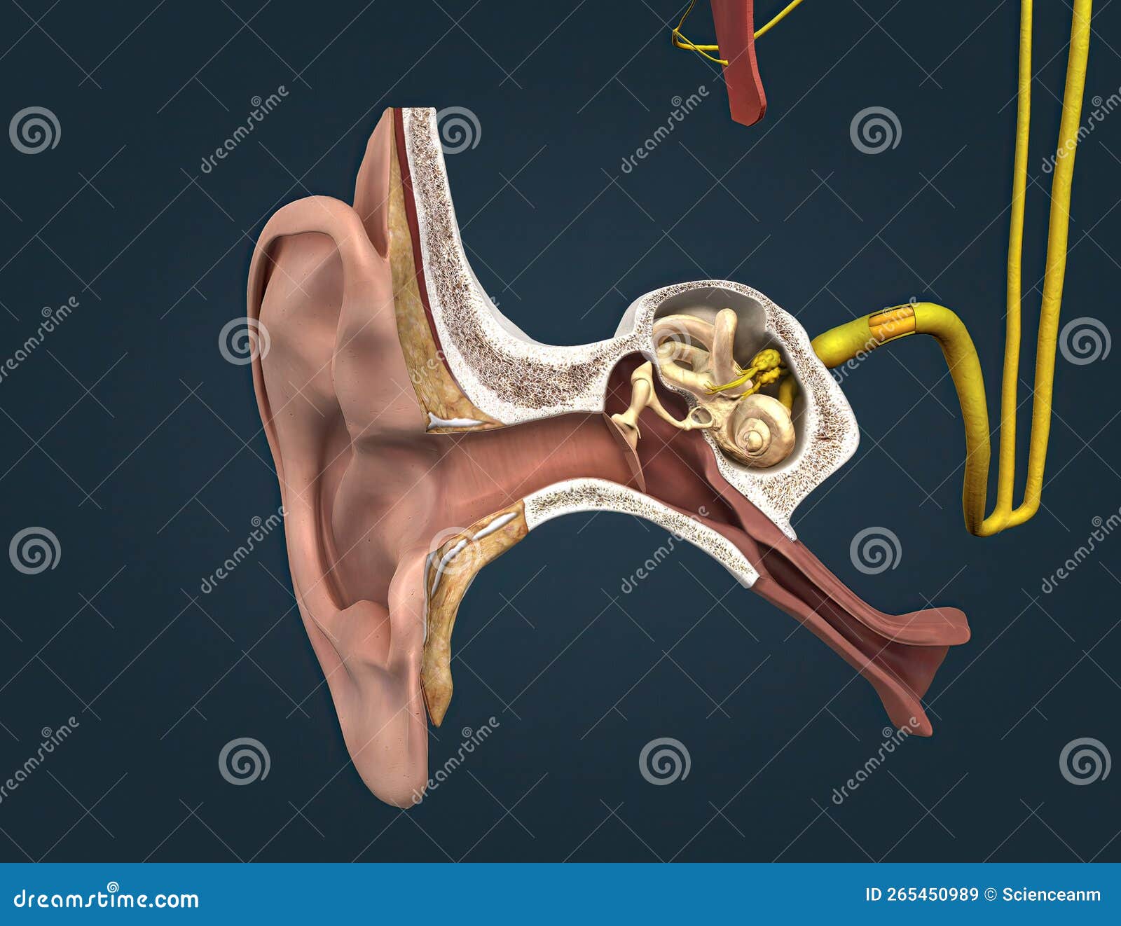 Sound Passes through the Ear and Carries Signals To the Brain Stem ...