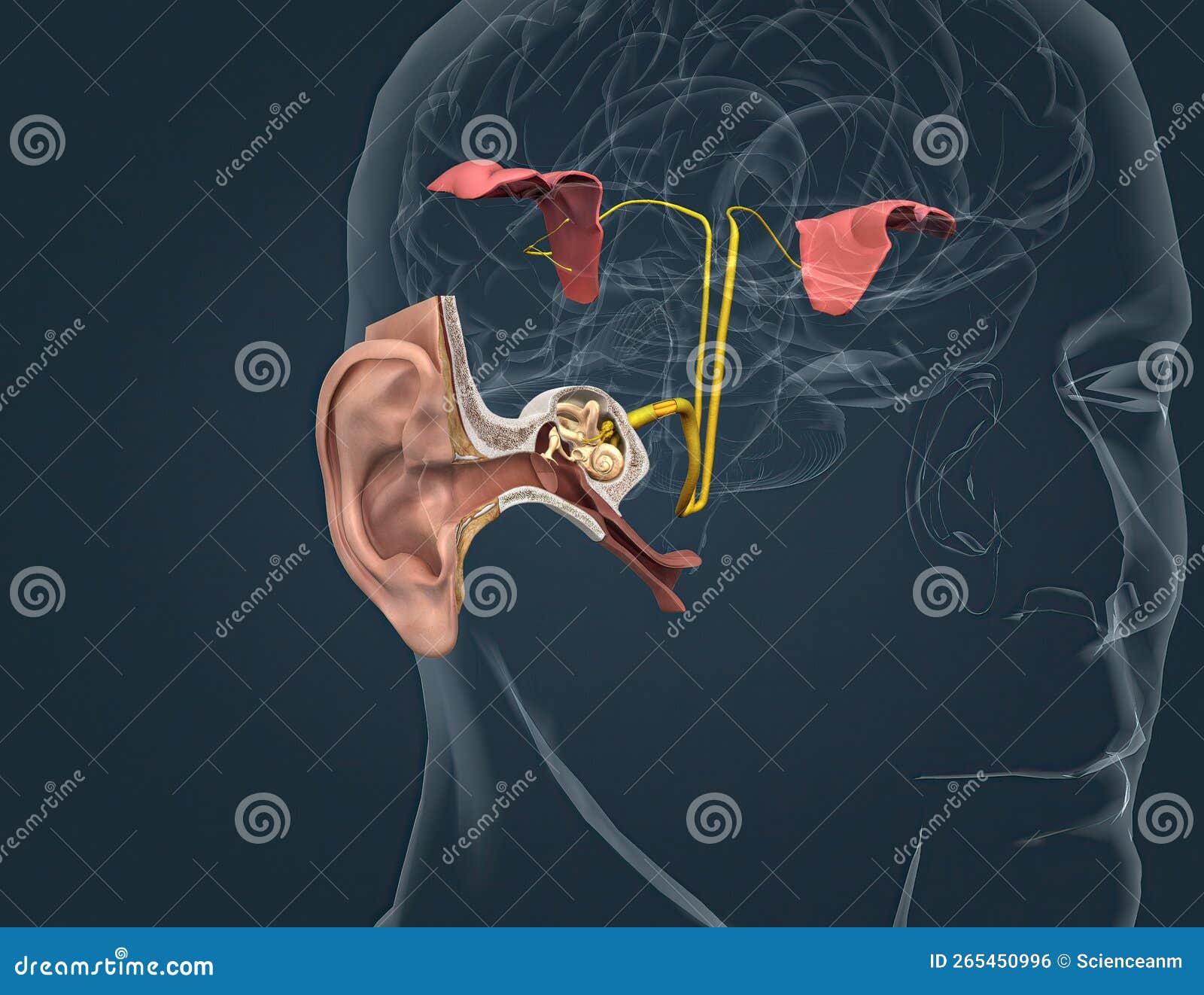 Sound Passes through the Ear and Carries Signals To the Brain Stem ...