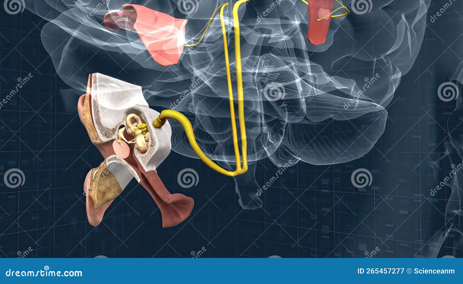Sound Passes through the Ear and Carries Signals To the Brain Stem ...