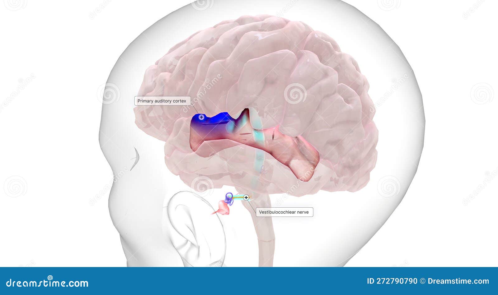 Primary Auditory Cortex