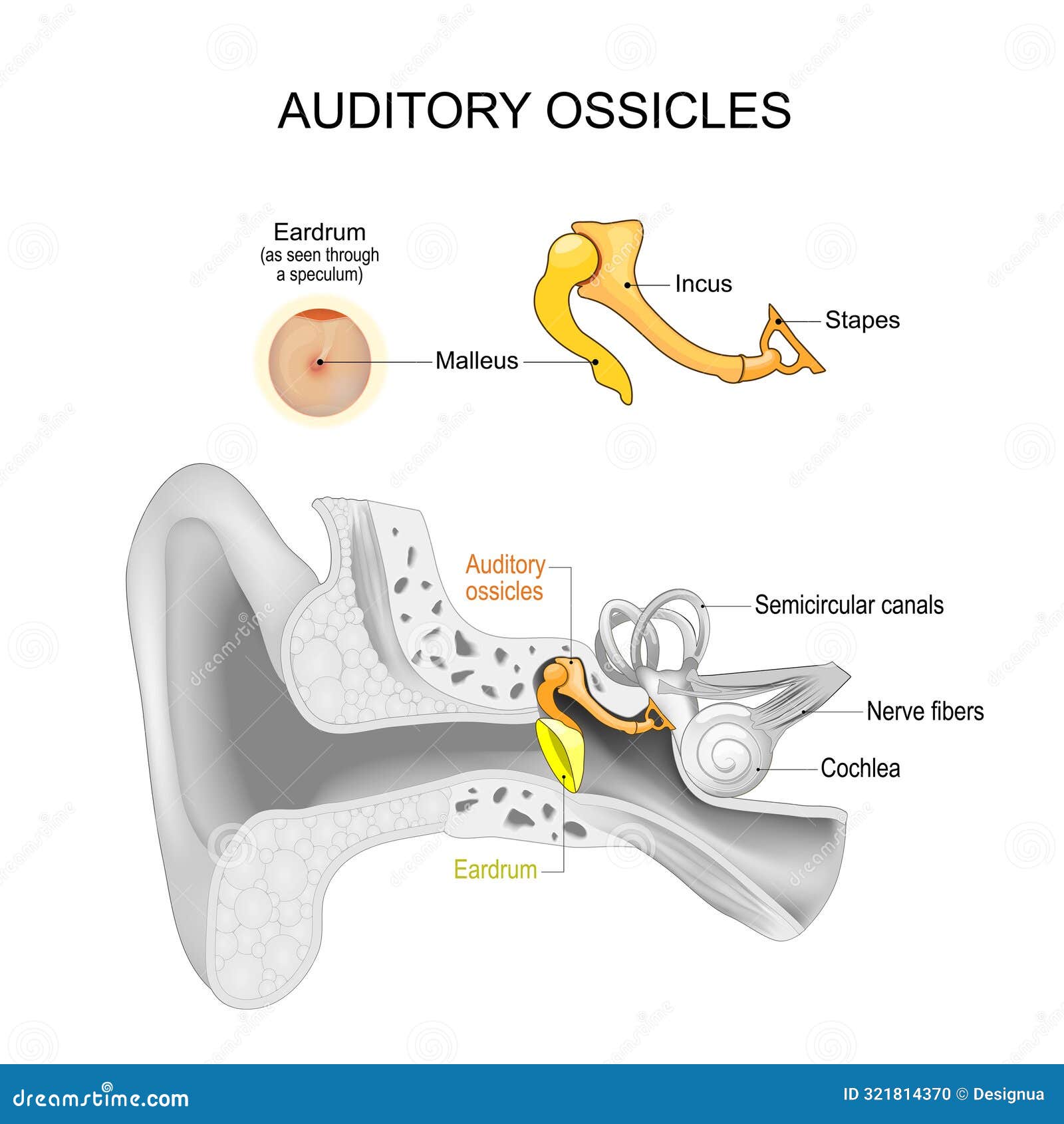 Ossicles Cartoons, Illustrations & Vector Stock Images - 156 Pictures ...