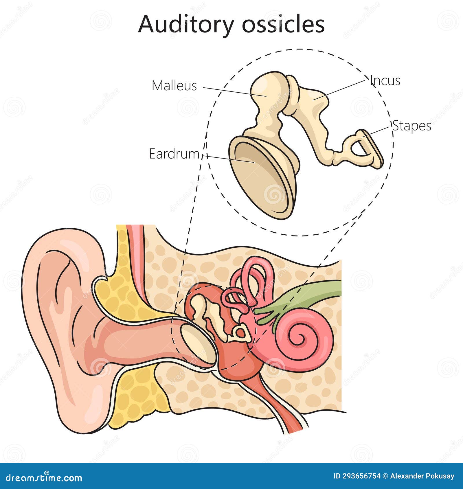 Auditory Ossicles Structure Diagram Medical Scienc Stock Illustration ...
