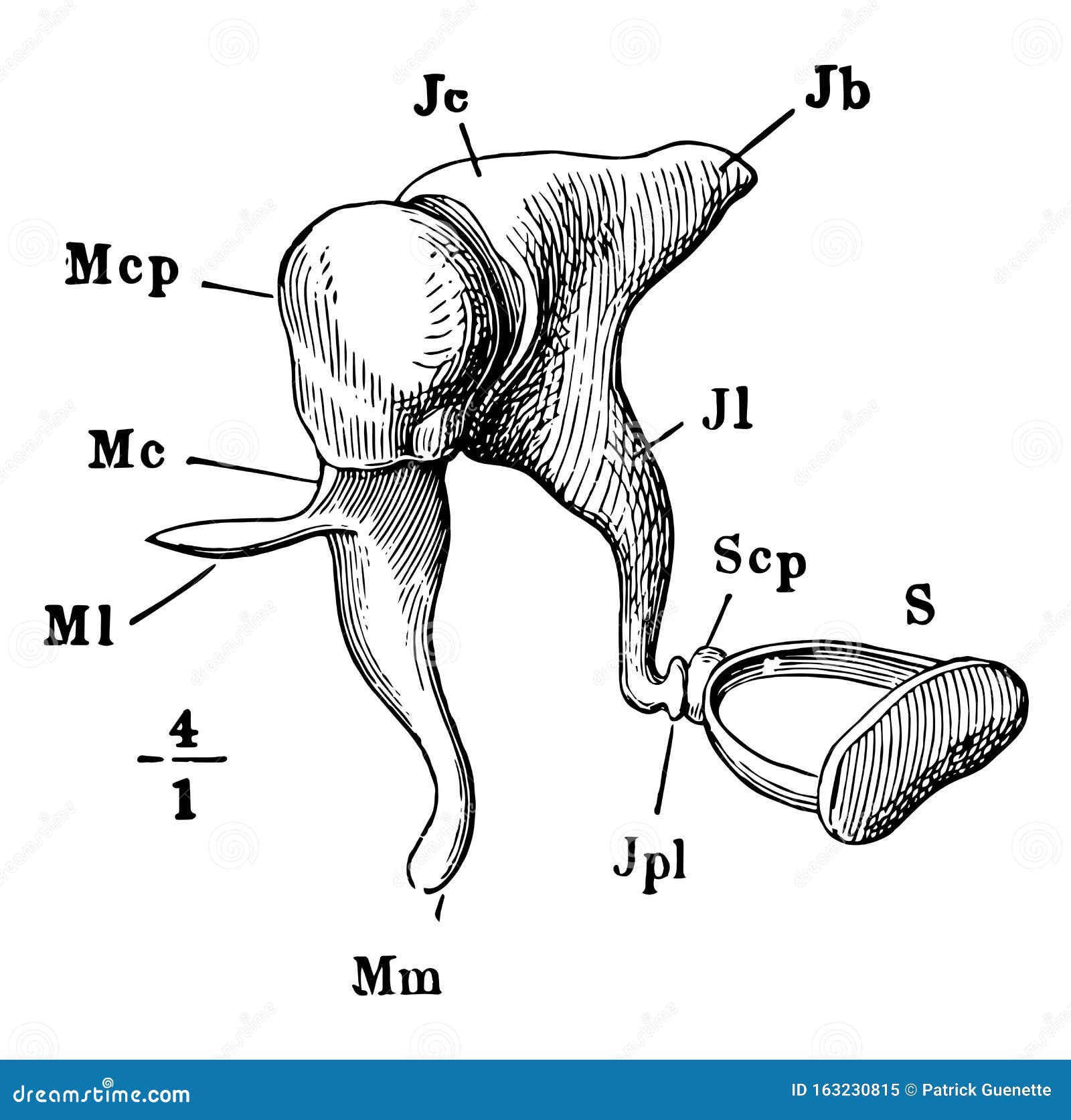 Auditory Ossicles Joints And Ligaments. Middle Ear Tympanic Membrane ...