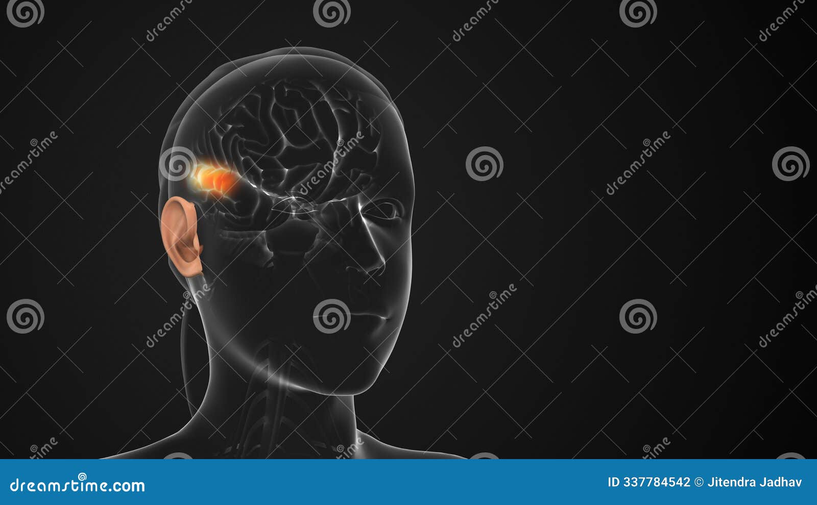 The Auditory Pathway Carries Sensory Hearing Information Stock ...