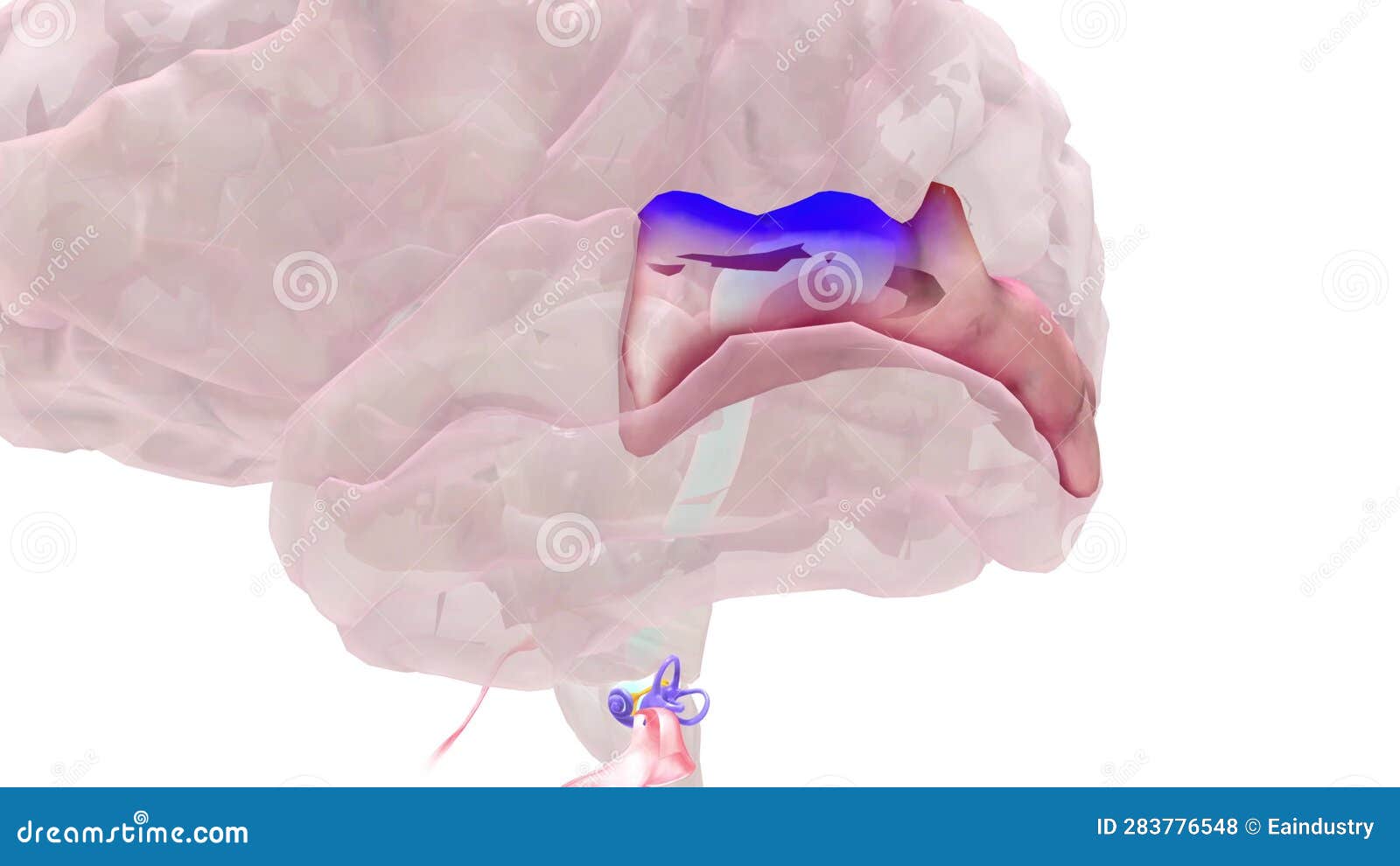 Auditory Pathway Primary Auditory Cortex Stock Footage - Video of ...