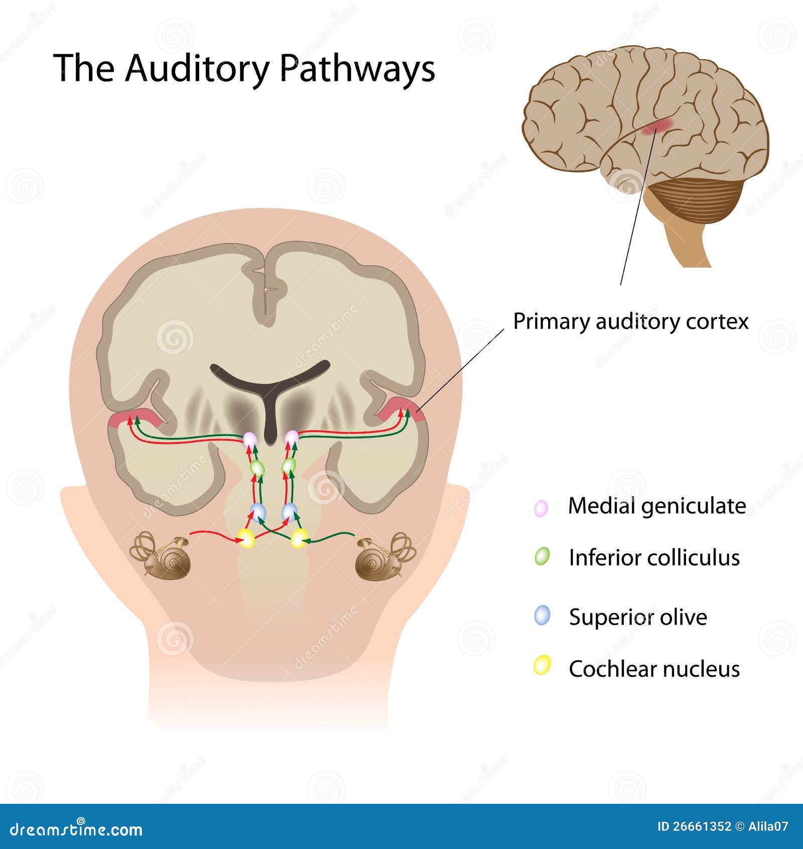 The auditory pathways stock vector. Illustration of nervous - 26661352