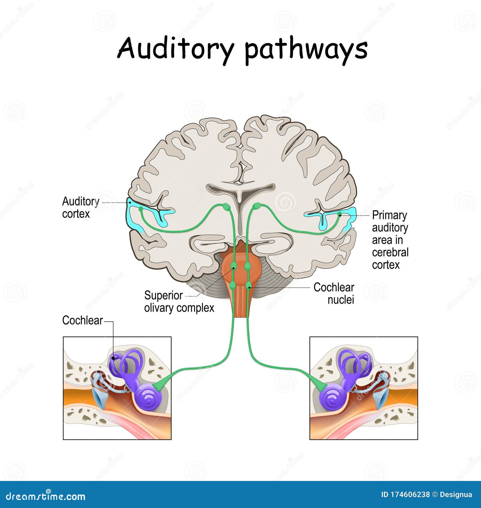 Auditory Pathways from Cochlea in Ear To Cortex in Brain Stock Vector ... Auditory Pathways from Cochlea in Ear To Cortex in Brain Stock Vector ...