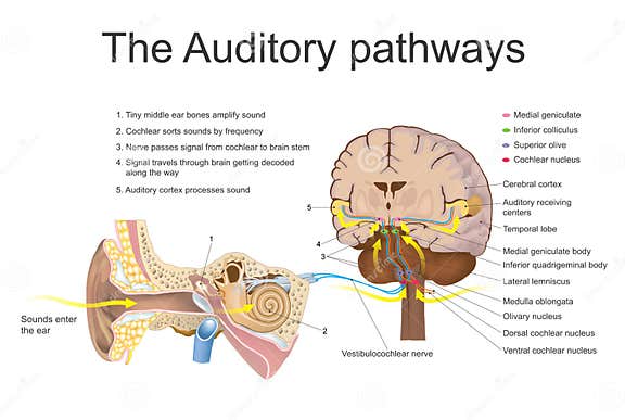 The auditory pathways. stock vector. Illustration of ventral - 83394091