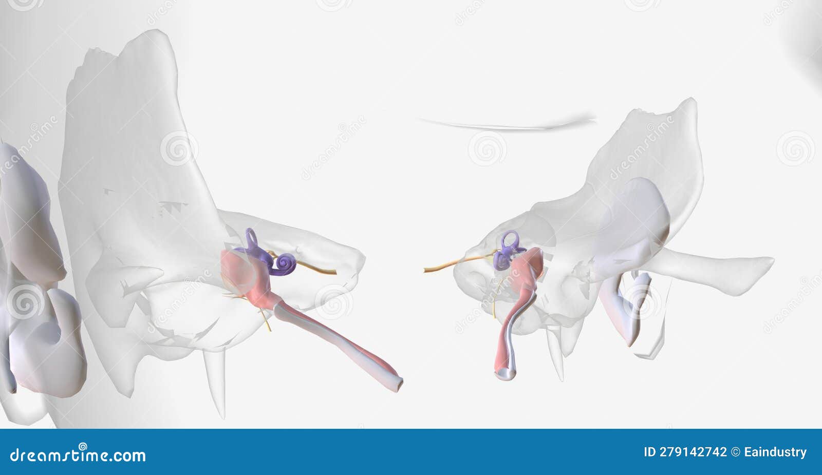 Auditory Ossicles Joints And Ligaments. Middle Ear Tympanic Membrane ...