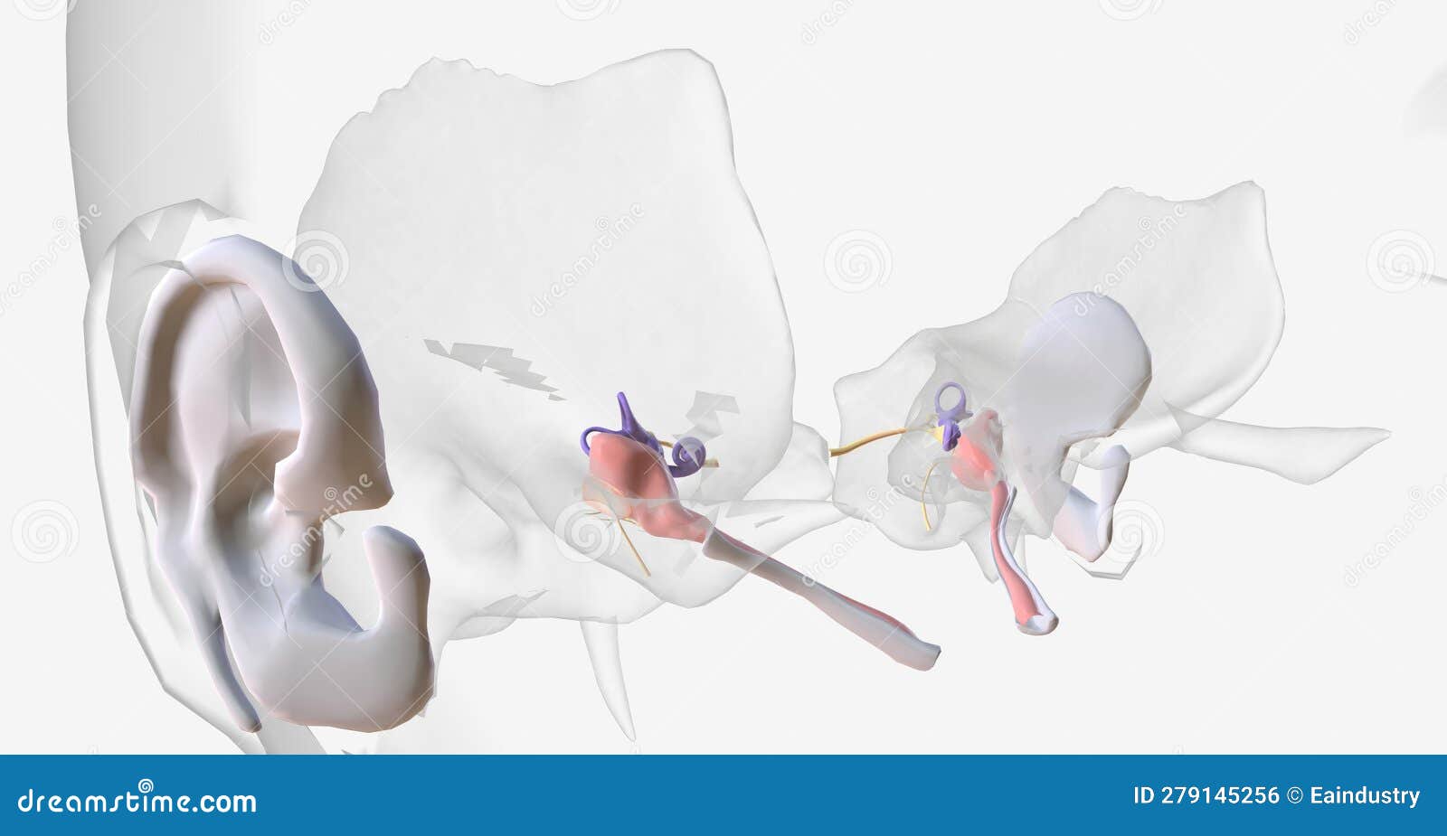 Auditory System. Sensory System. Human Ear Anatomy Cartoon Vector ...