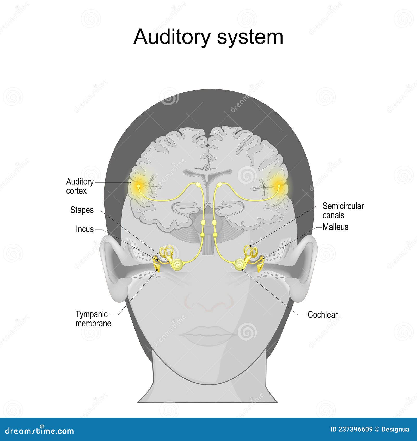 Auditory System. Sensory System. Human Ear Anatomy Stock Vector ... Auditory System. Sensory System. Human Ear Anatomy Stock Vector ...