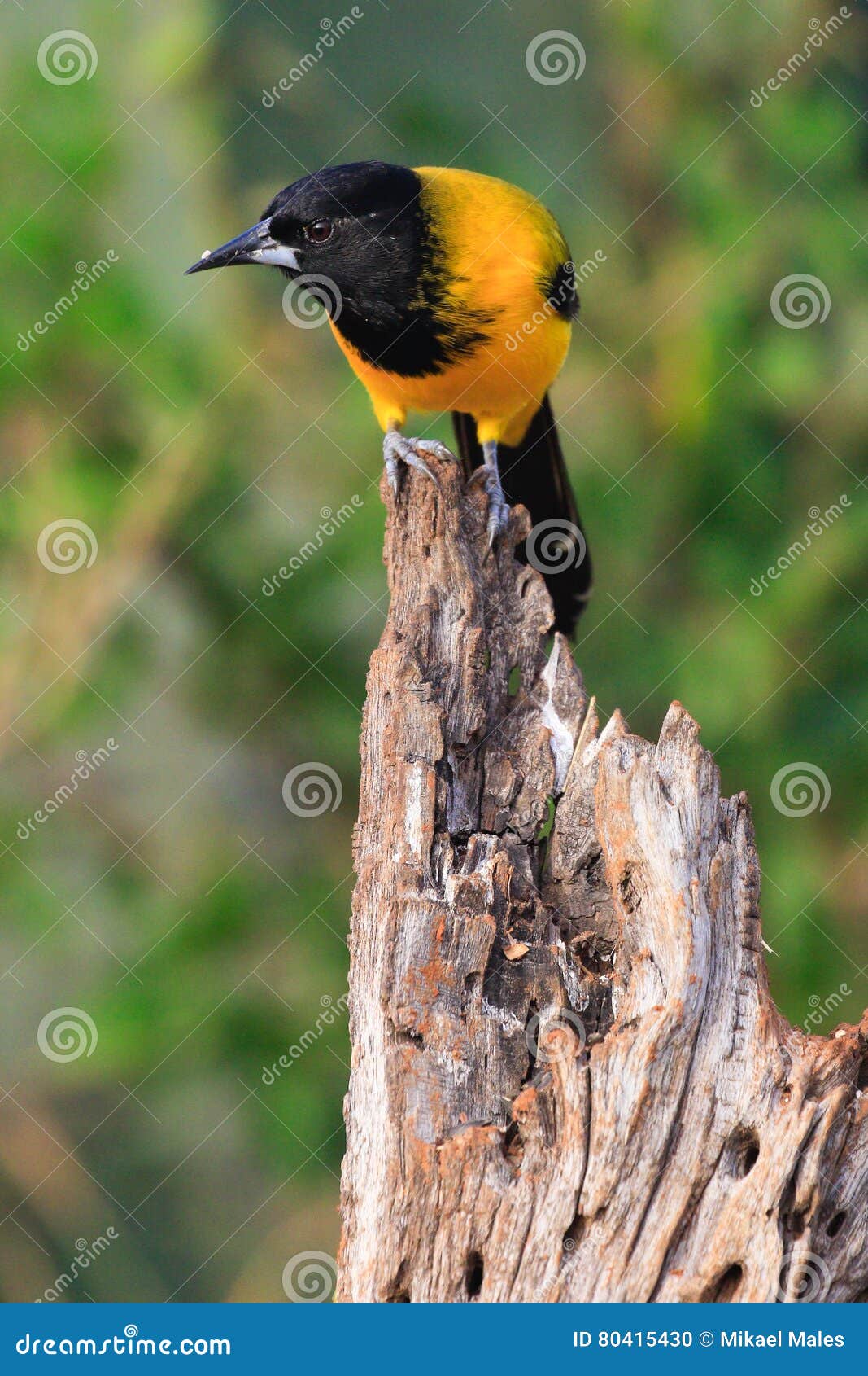 Audubon`s Oriole in Vertical Photo Stock Photo - Image of seed ...