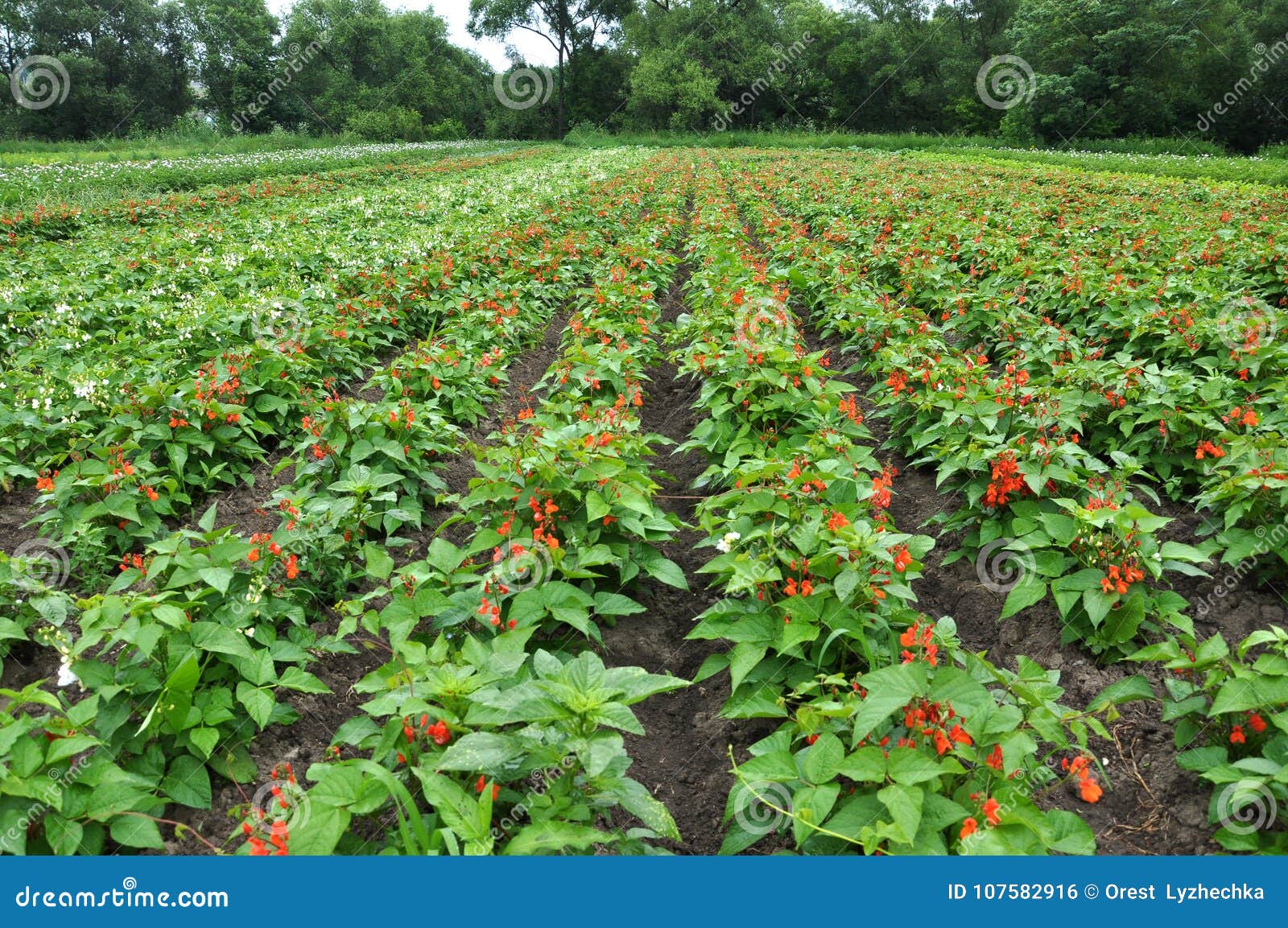 Auf Dem Bauernhoffeld Baut Bohnen an Stockfoto - Bild von blume, feld ...