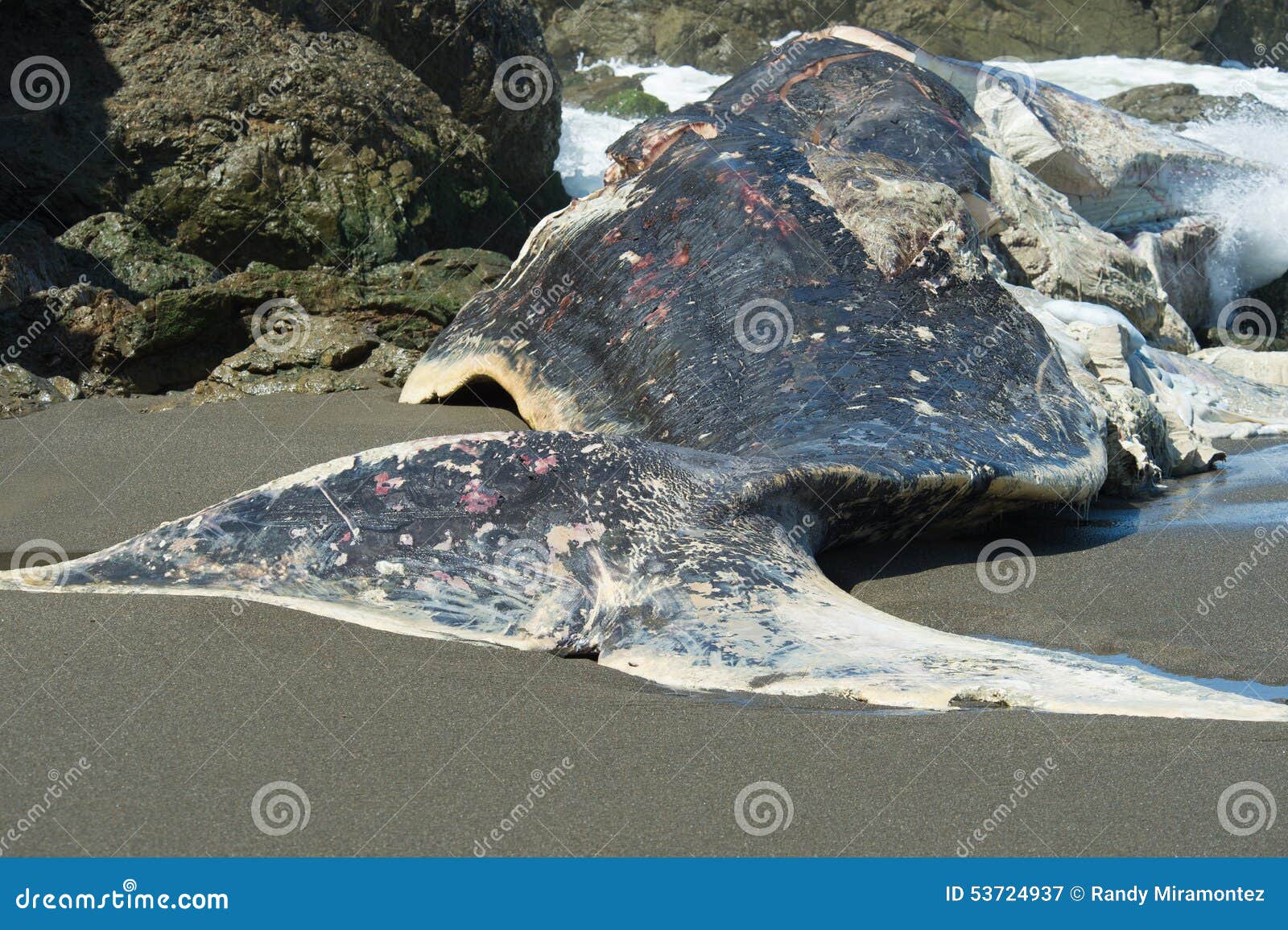Auf Den Strand Gesetzter Pottwal Stockbild - Bild von francisco, ozean ...