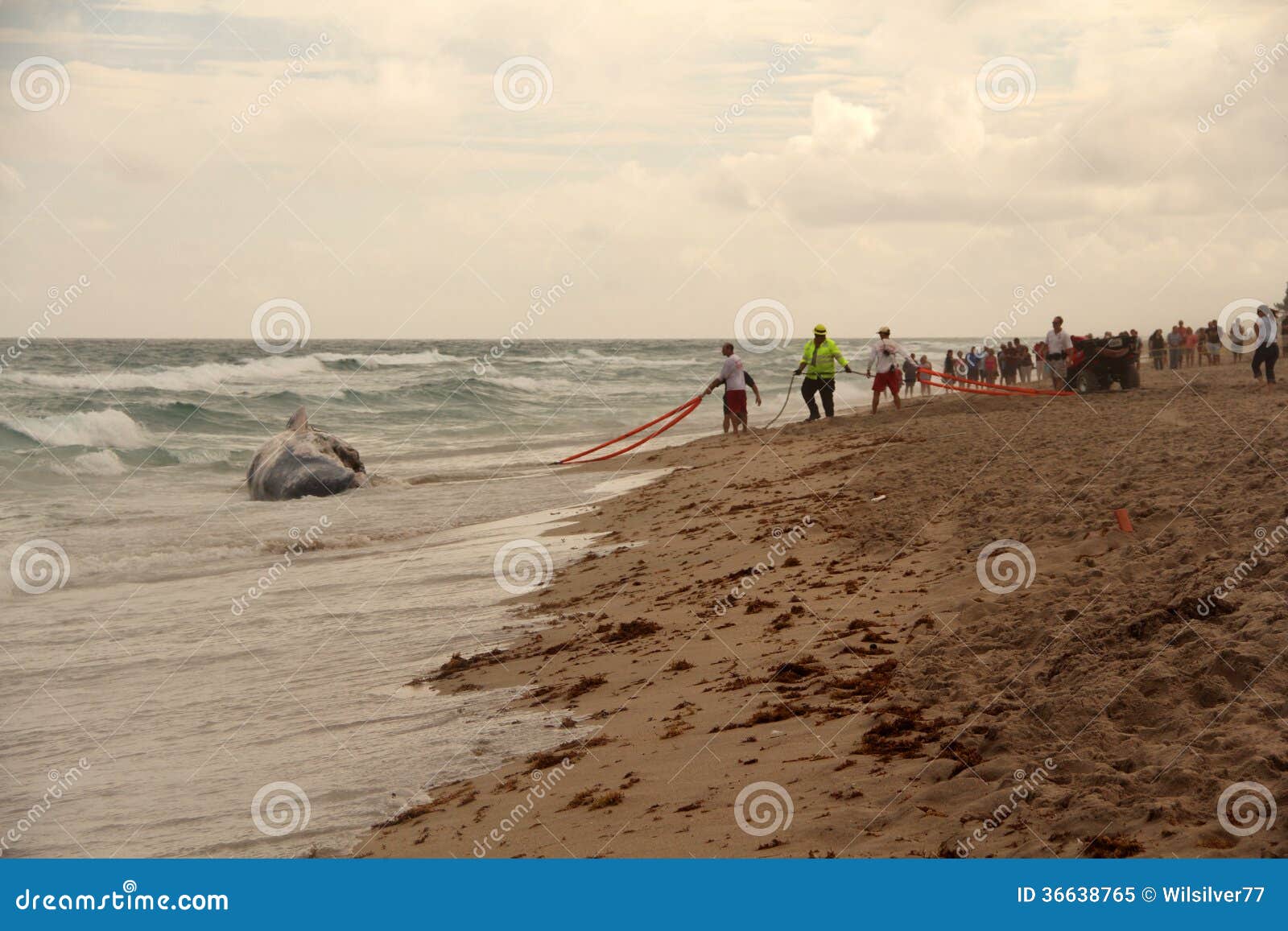Auf Den Strand Gesetzter Wal Redaktionelles Bild - Bild von fische ...
