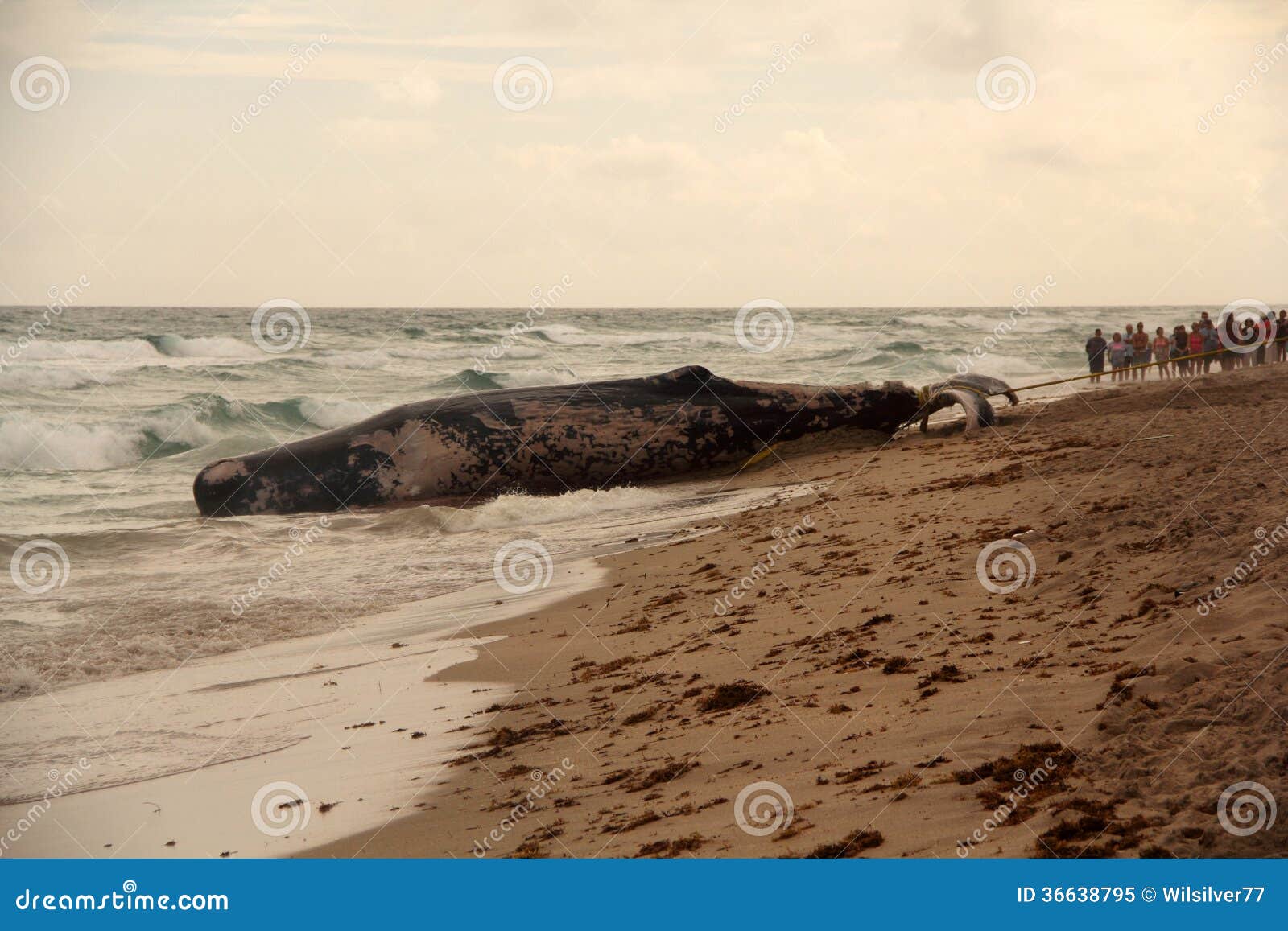 Auf Den Strand Gesetzter Wal Redaktionelles Bild - Bild von sand ...