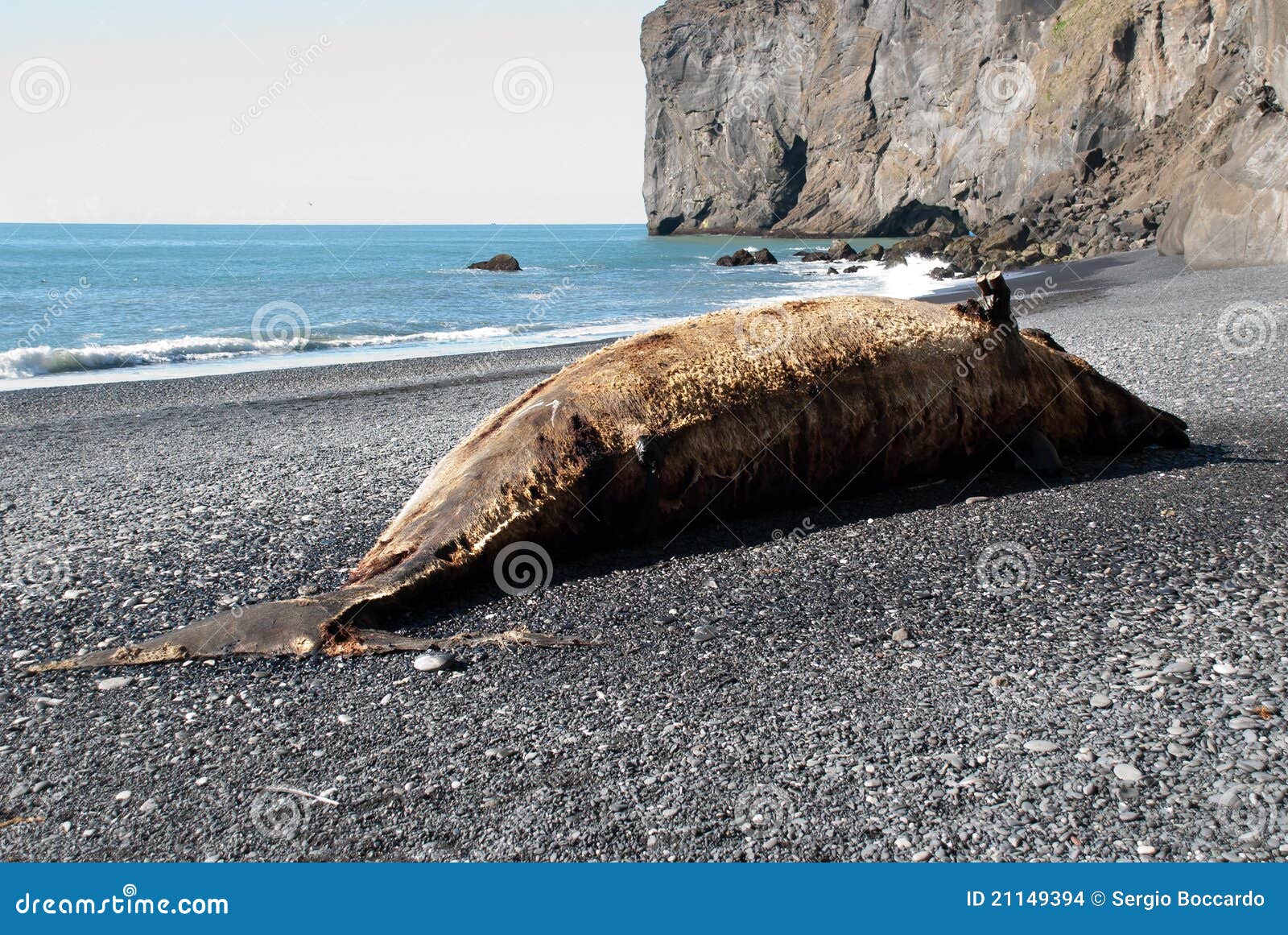 Auf Den Strand Gesetzter Wal in Island Stockfoto - Bild von island ...