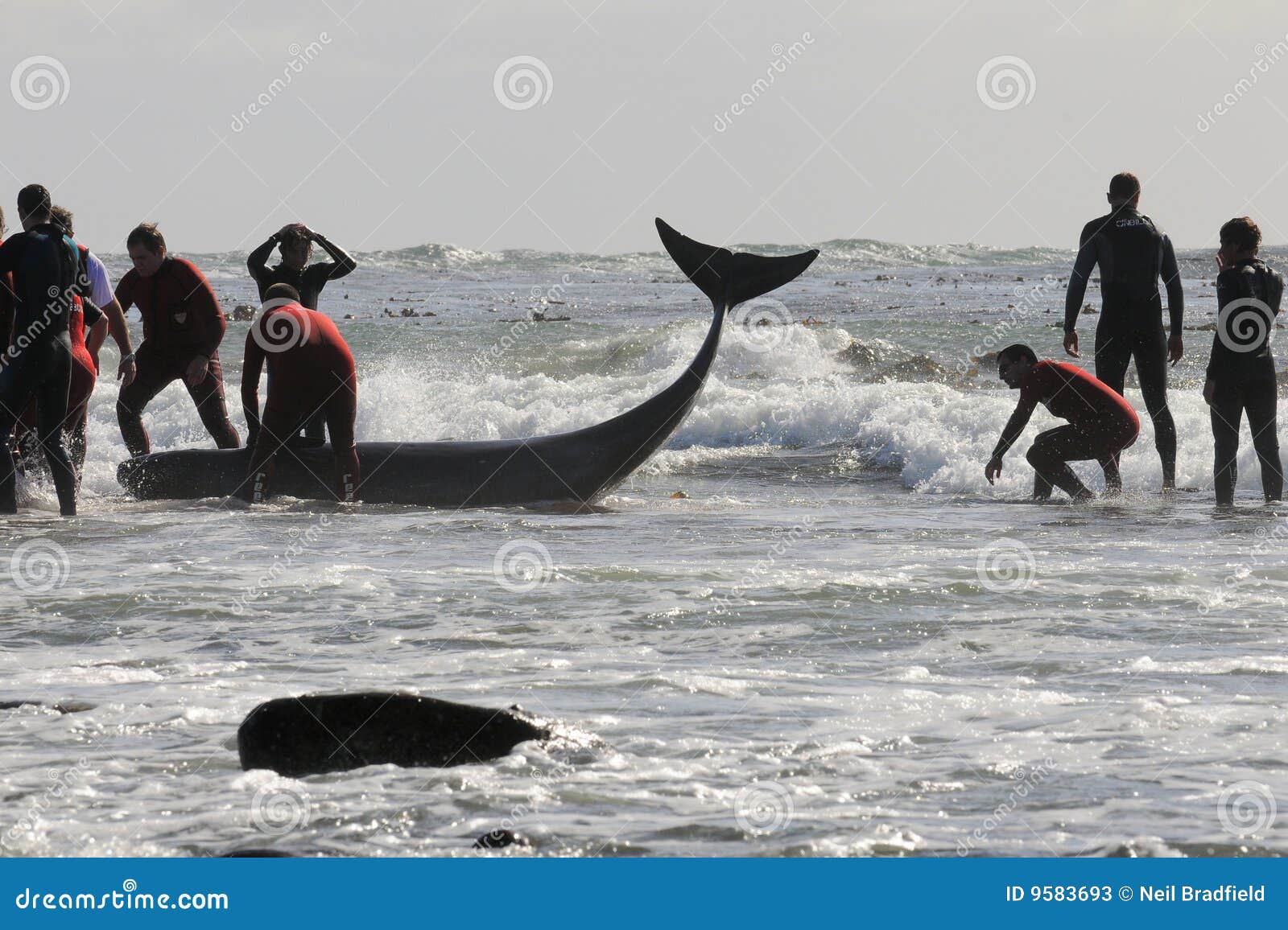 Auf Den Strand Gesetzter Wal Kommetjie Redaktionelles Stockfoto - Bild ...