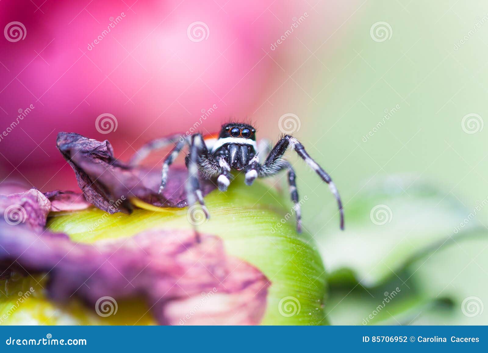 Augen der Spinne stockfoto. Bild von makro, neugierig - 85706952