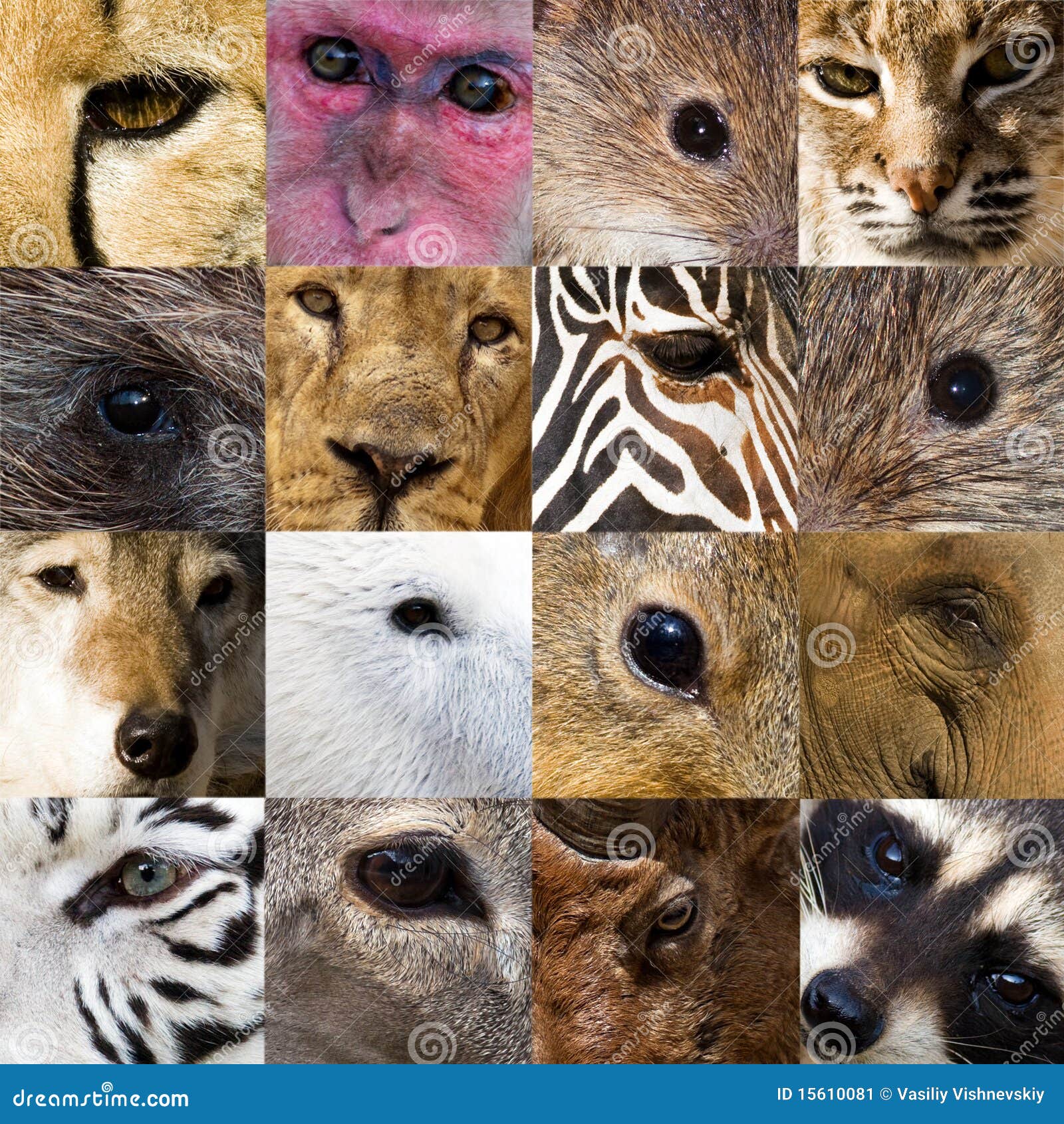 Augen der Tiere stockbild. Bild von ansammlung, collage - 15610081