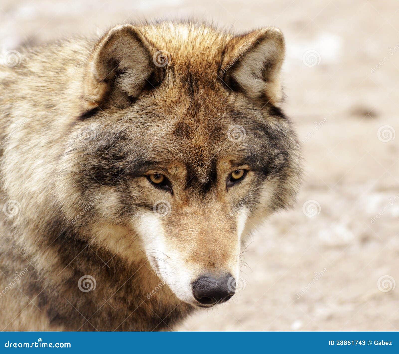 Augen eines Wolfs stockbild. Bild von truppe, hund, wölfe - 28861743