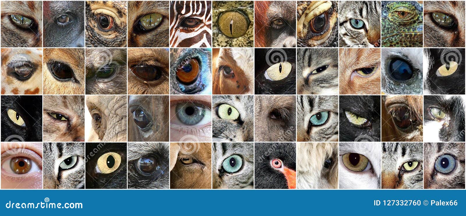 Augen Von Tieren Und Von Leuten Stockfoto - Bild von mann, feld: 127332760