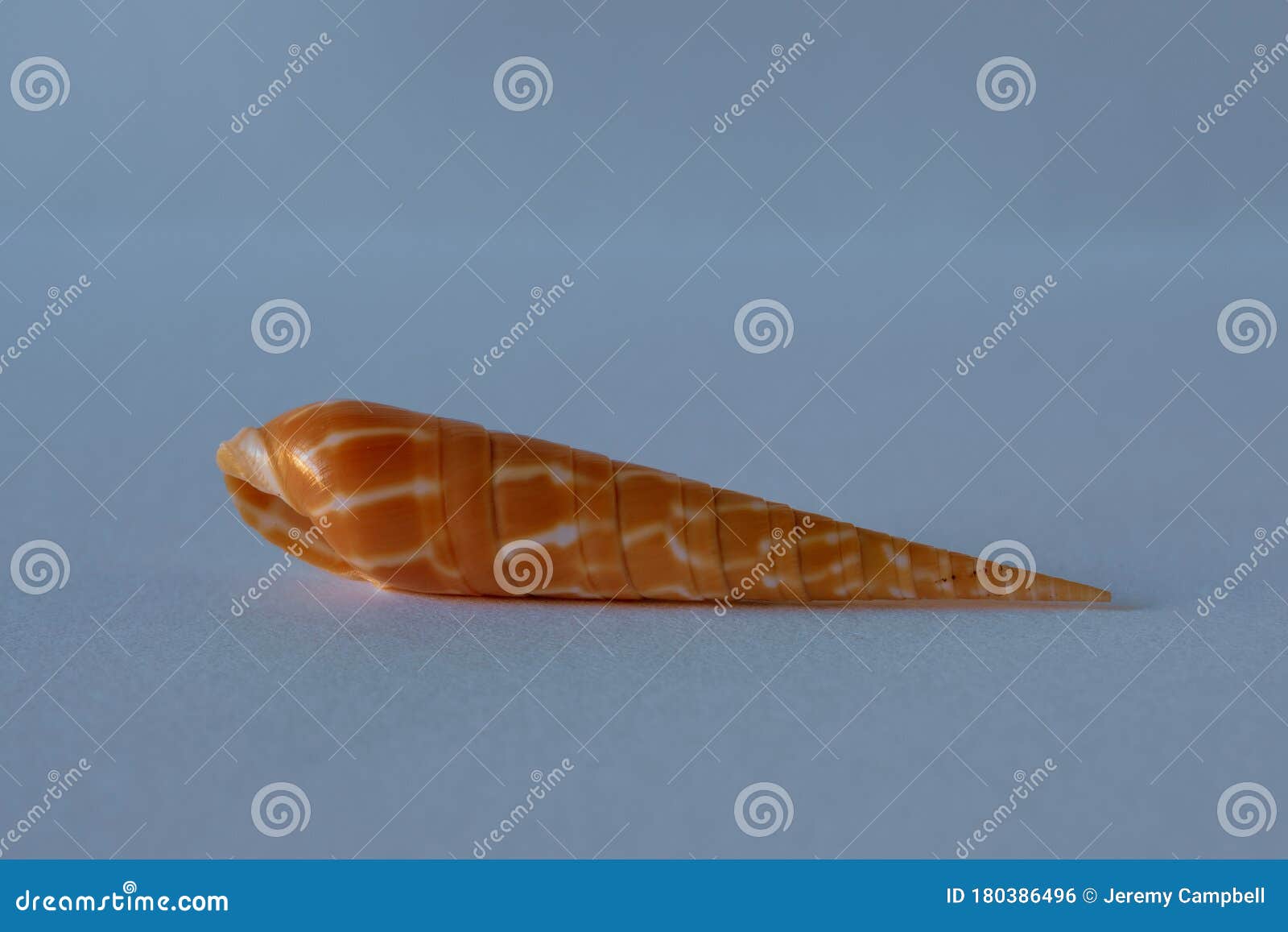Auger Shell. Dimidiate Auger Stock Photo - Image of cowrie, mollusk ...