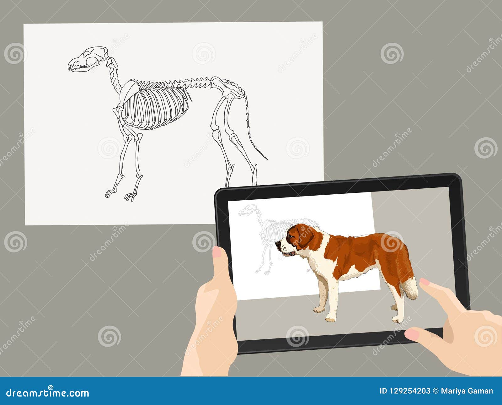 Augmented Reality. AR. the Skeleton of the Dog is Complemented by a ...