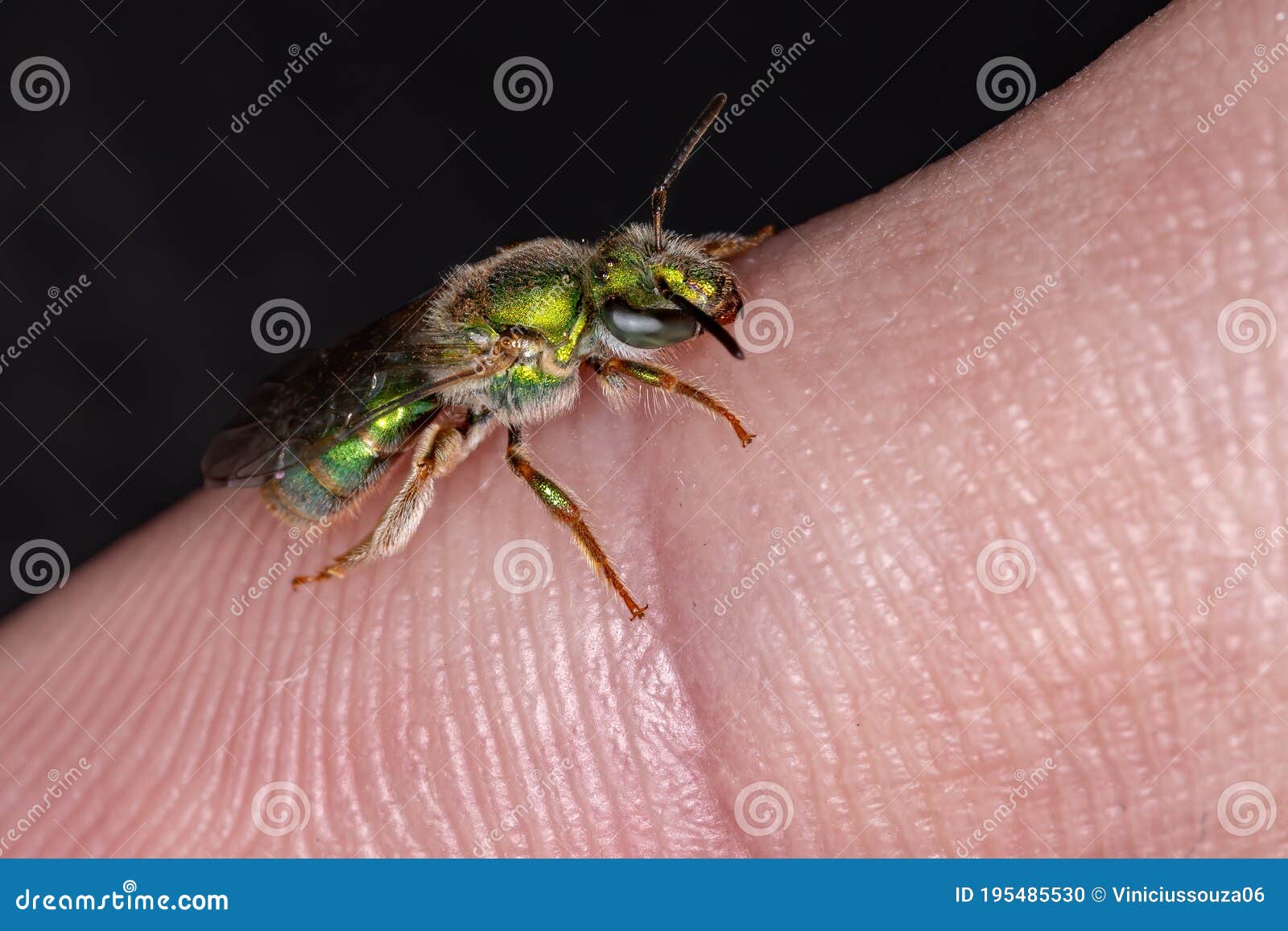 Augochlorine Sweat Bee stock photo. Image of green, living - 195485530