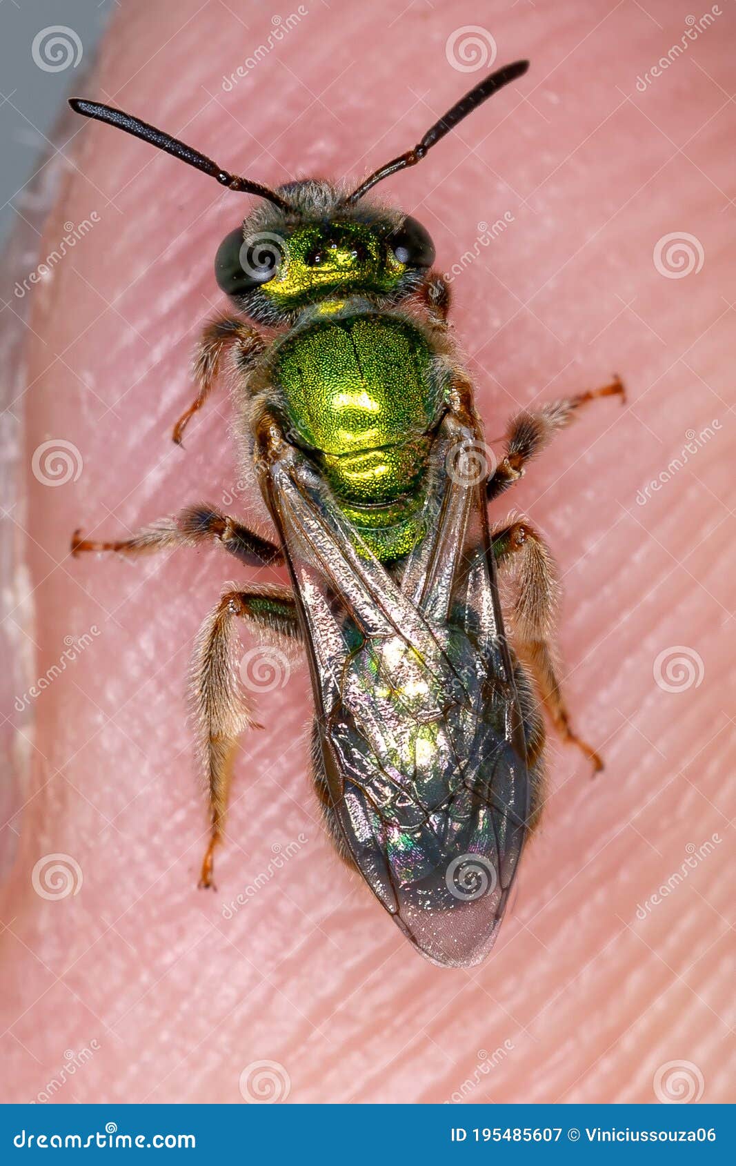 Augochlorine Sweat Bee stock image. Image of animal - 195485607