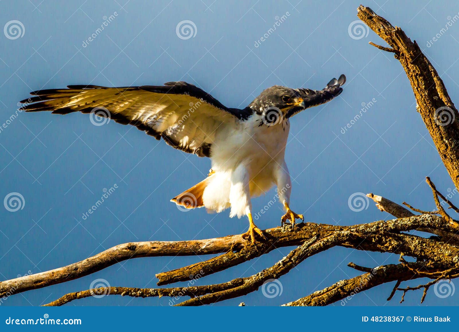 Augur Bazzard stock image. Image of flap, perch, buzzard - 48238367