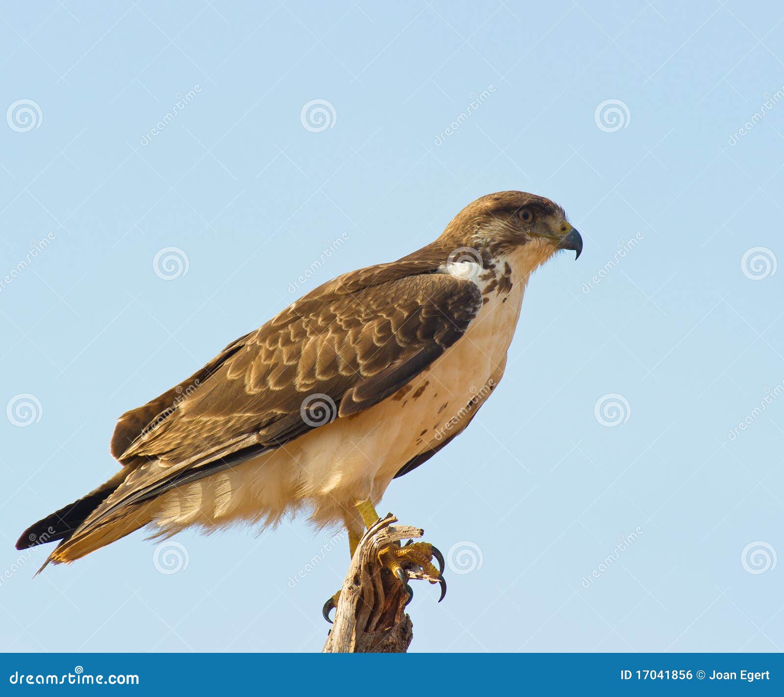 The Augur Buzzard stock photo. Image of brown, illuminated - 17041856