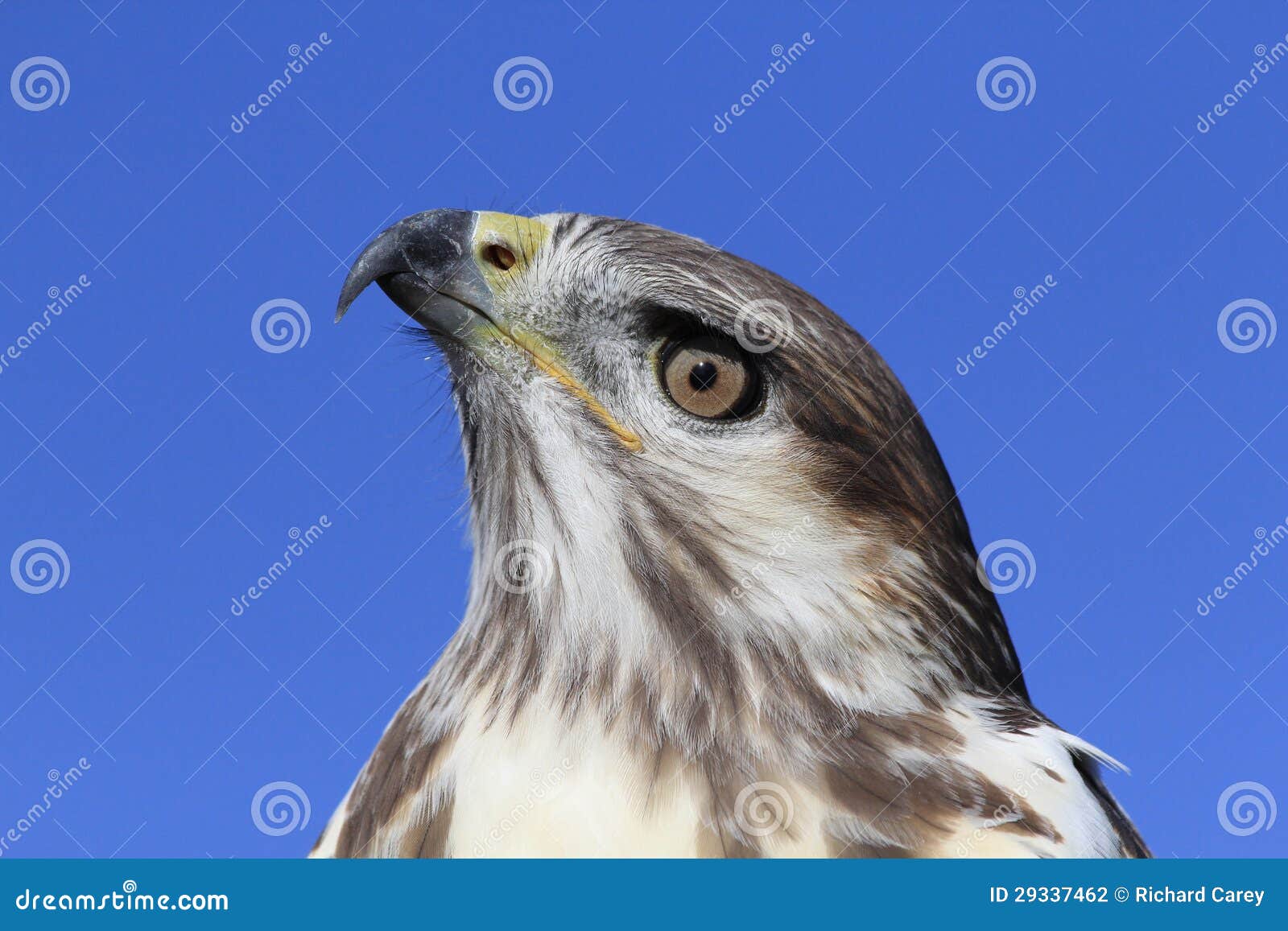Augur Buzzard African Bird Of Prey In Black White At Ngorongoro Crater ...