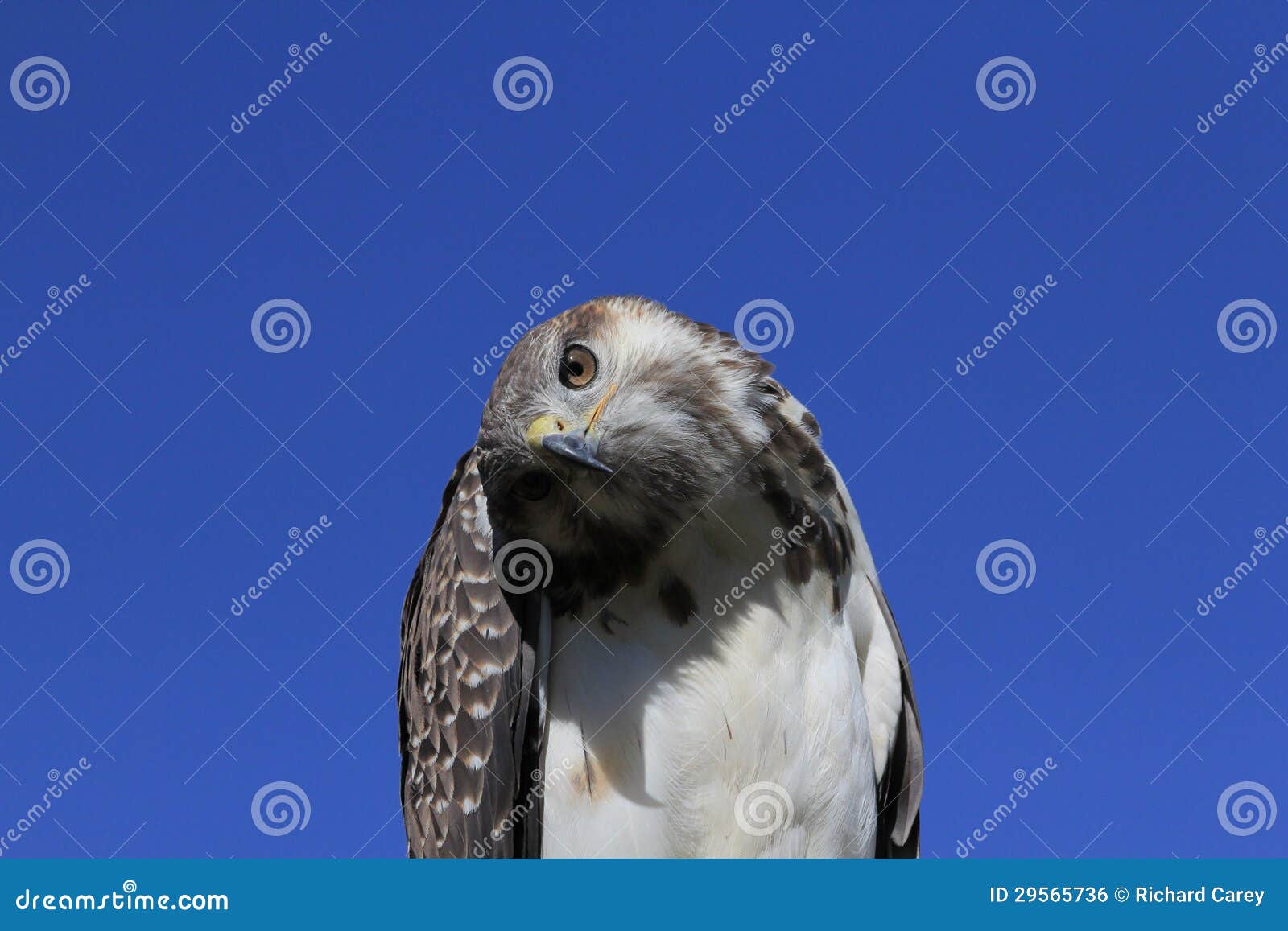 Augur Buzzard African Bird Of Prey In Black White At Ngorongoro Crater ...