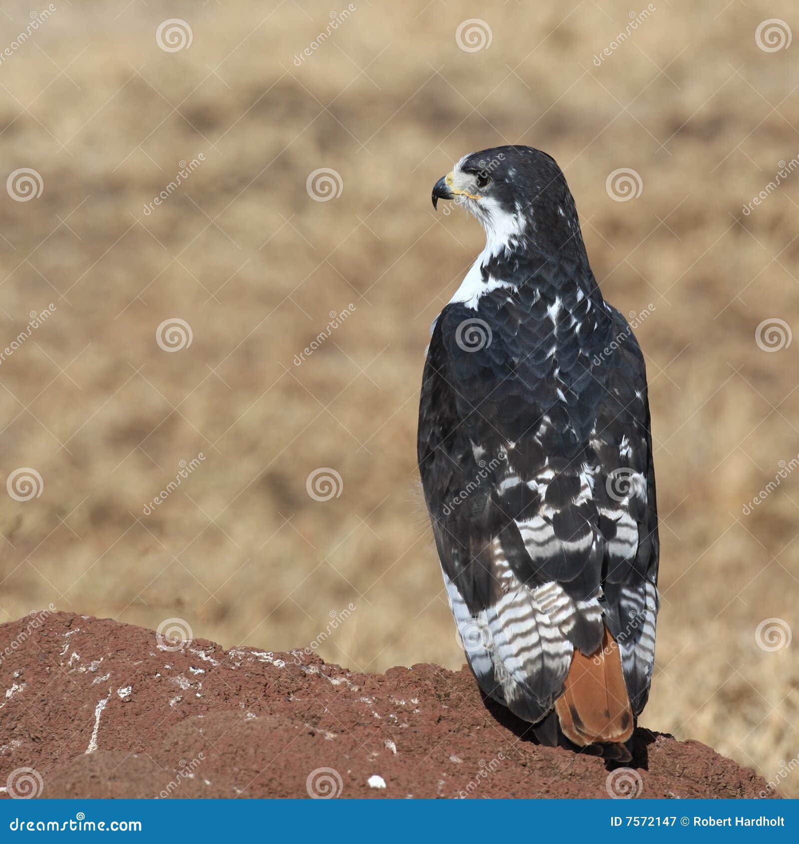 Augur Buzzard African Bird Of Prey In Black White At Ngorongoro Crater ...