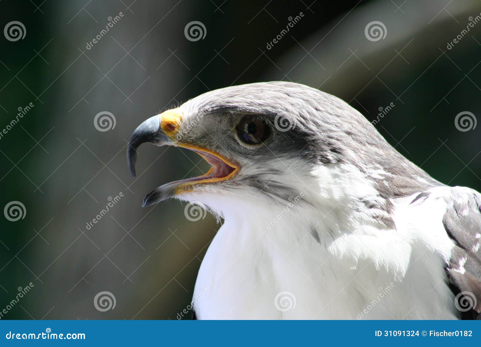 Augur Buzzard (Buteo Rufofuscus Augur) Stock Photo - Image of bird ...