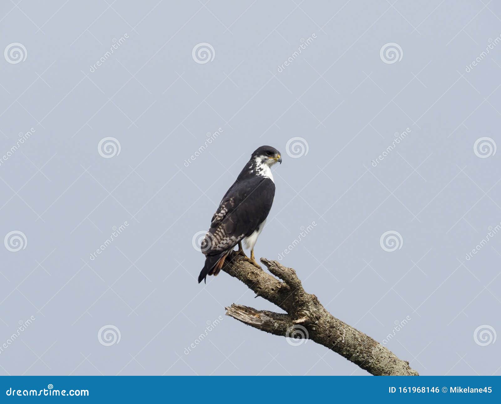 Augur buzzard, Buteo augur stock photo. Image of buteo - 161968146
