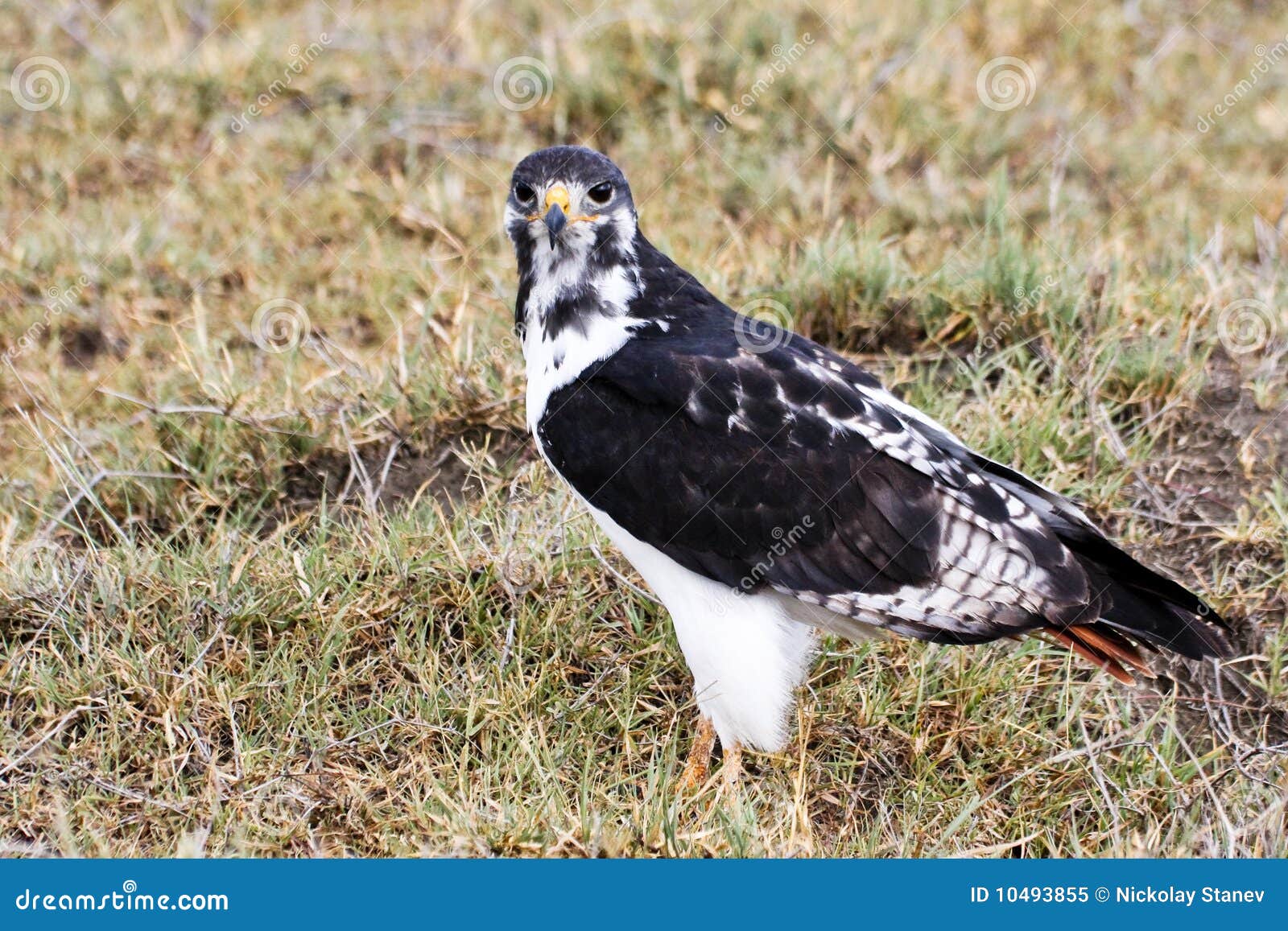 Augur Buzzard African Bird Of Prey In Black White At Ngorongoro Crater ...